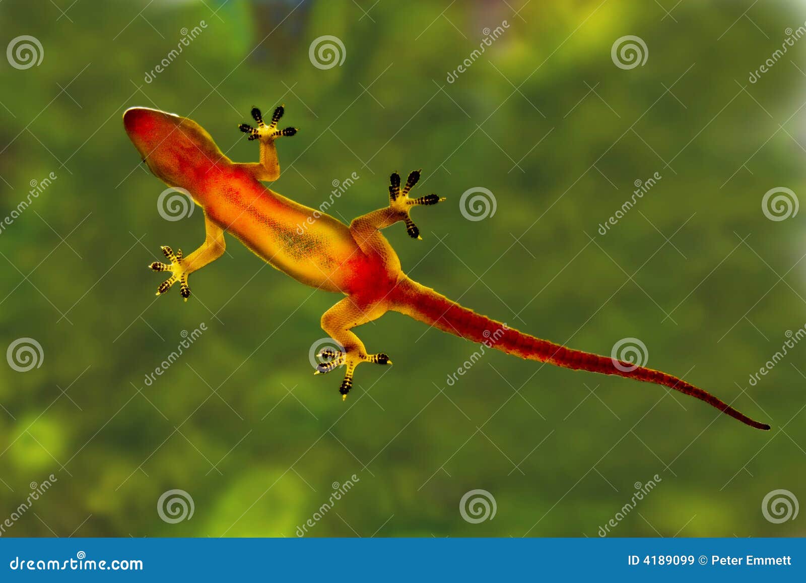 Hi Five Gecko stock image. Image of tail, orange, animal - 4189099
