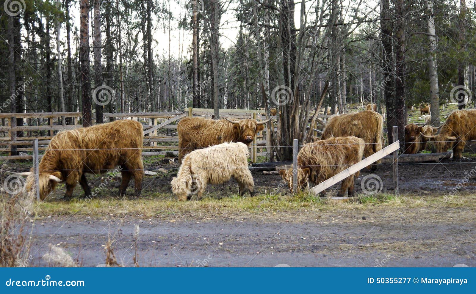 Hi Land Cattles in Springtime. Stock Image - Image of springtime, calf ...