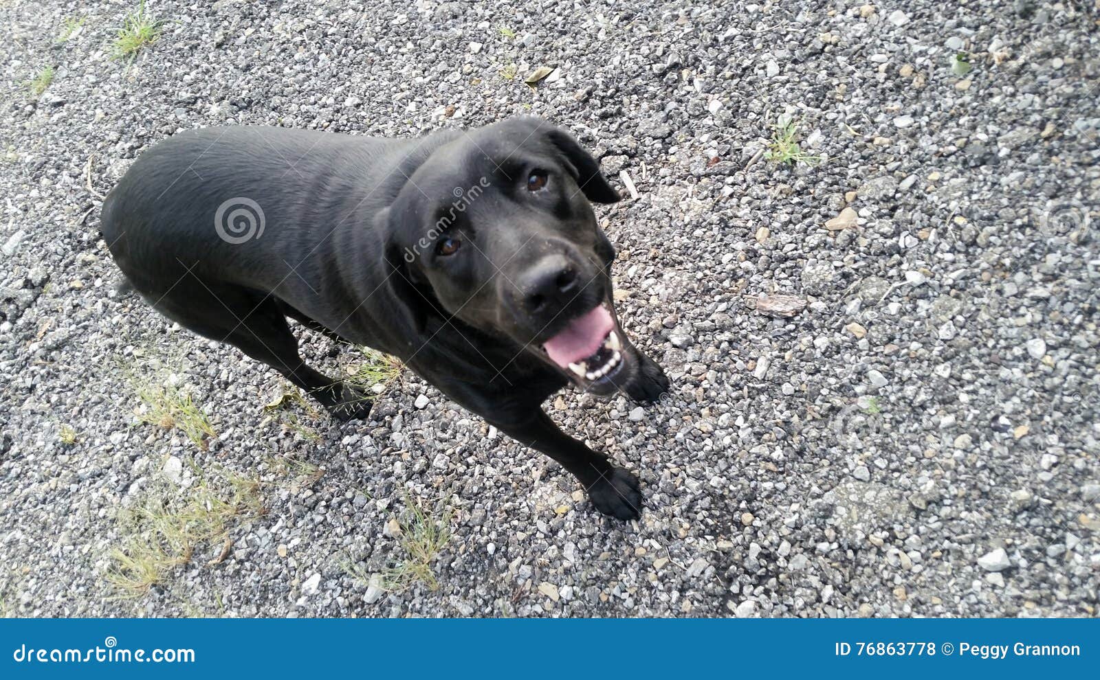 Hi Leah dog stock photo. Image of human, friend, happy - 76863778