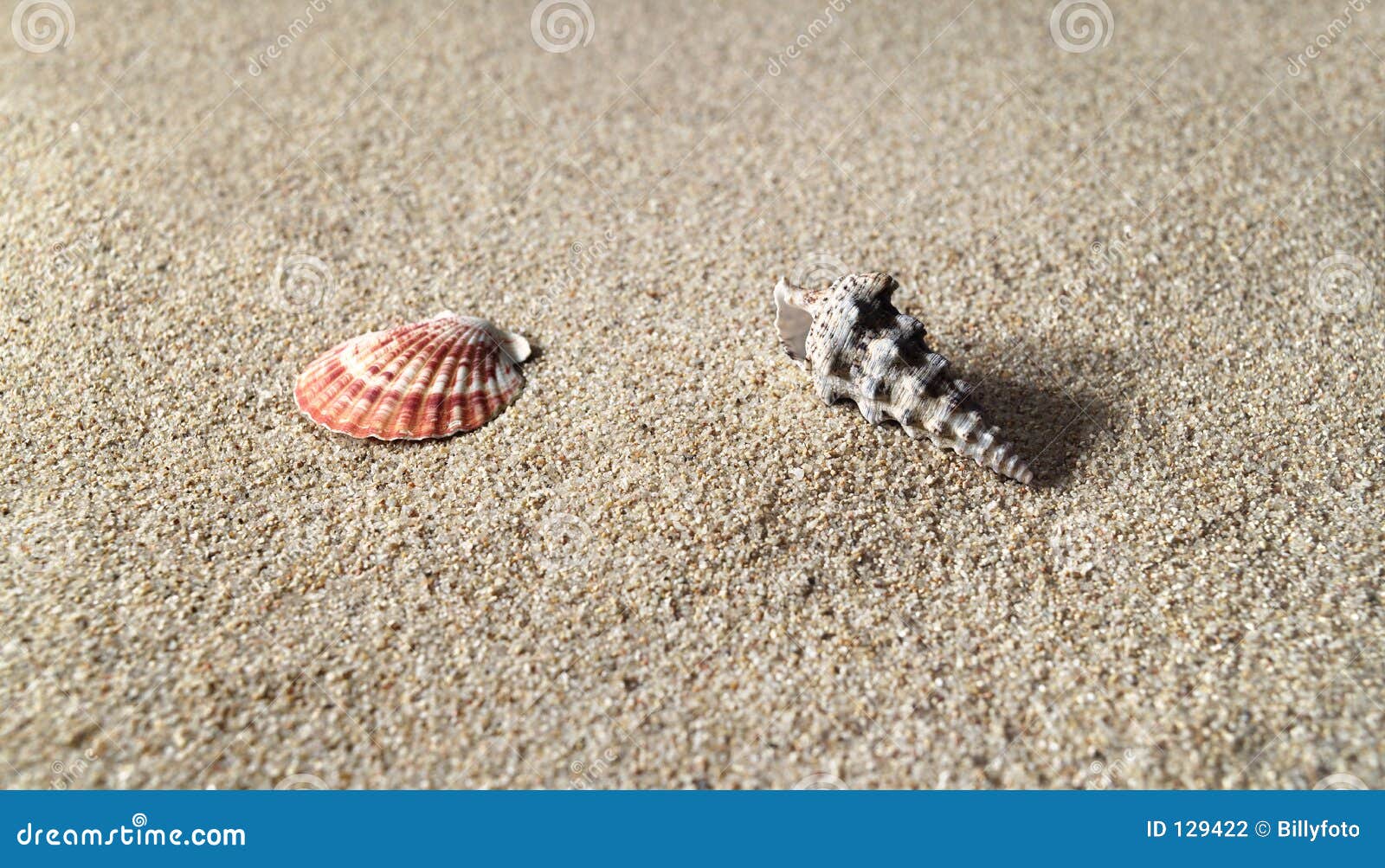 Hi Res Sea Shells on Sandy Beach Stock Photo - Image of vacation, shore ...