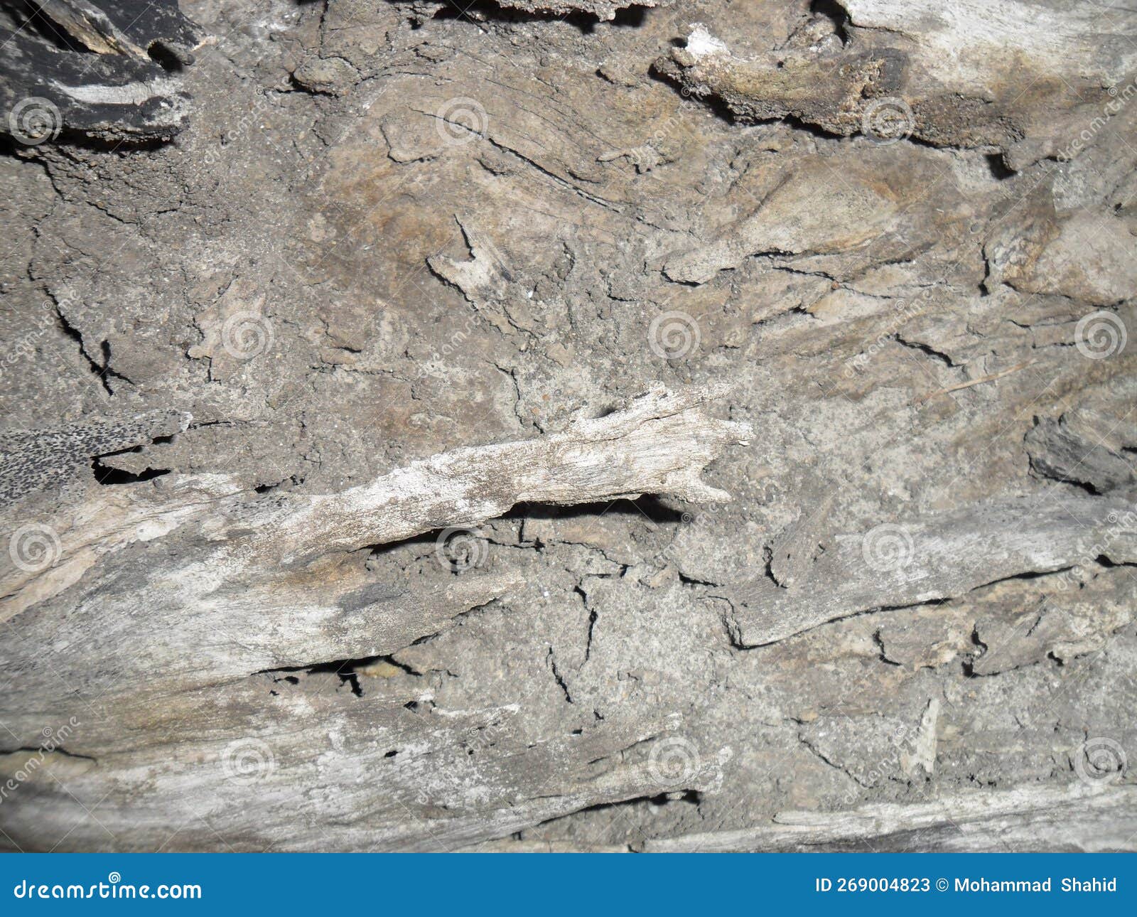 Hi Resolution Tree Texture Background Stock Image - Image of tree ...