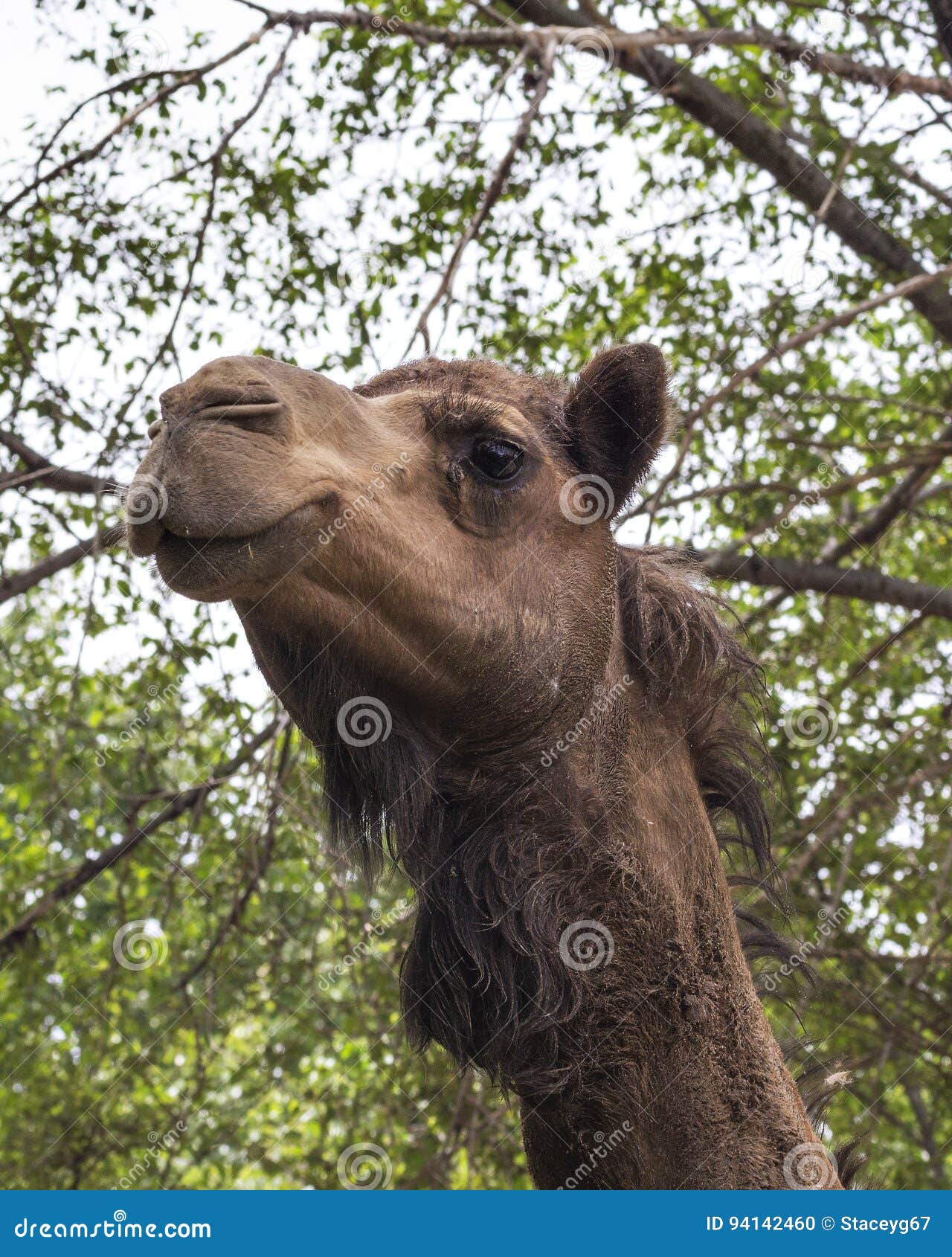 Hi There stock photo. Image of shade, nature, nomadic - 94142460