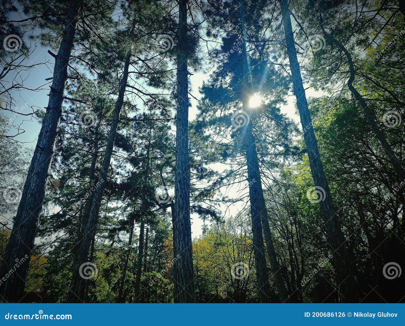 Hi tree on city park stock photo. Image of season, scenics - 200686126