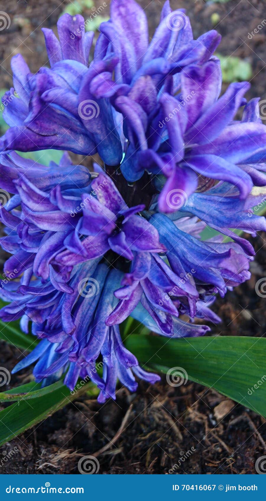 Hiacynty obraz stock. Obraz złożonej z roślina, kwiat - 70416067