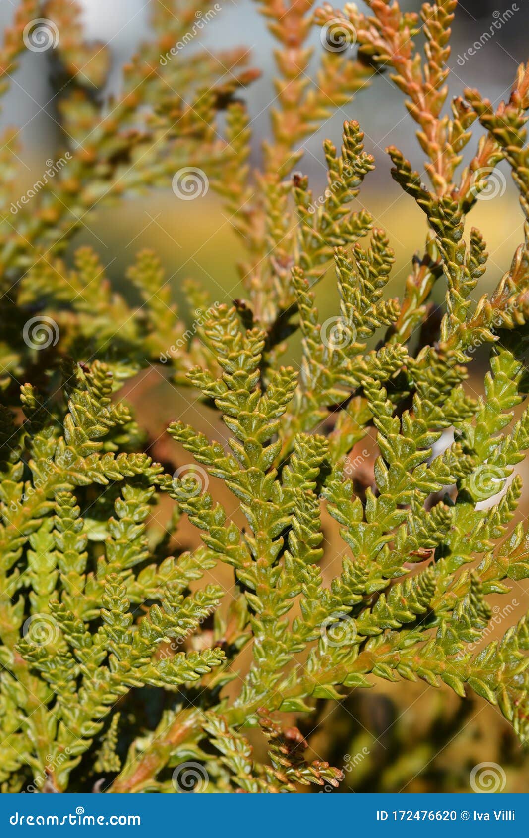 Hiba arborvitae stock photo. Image of nature, close - 172476620
