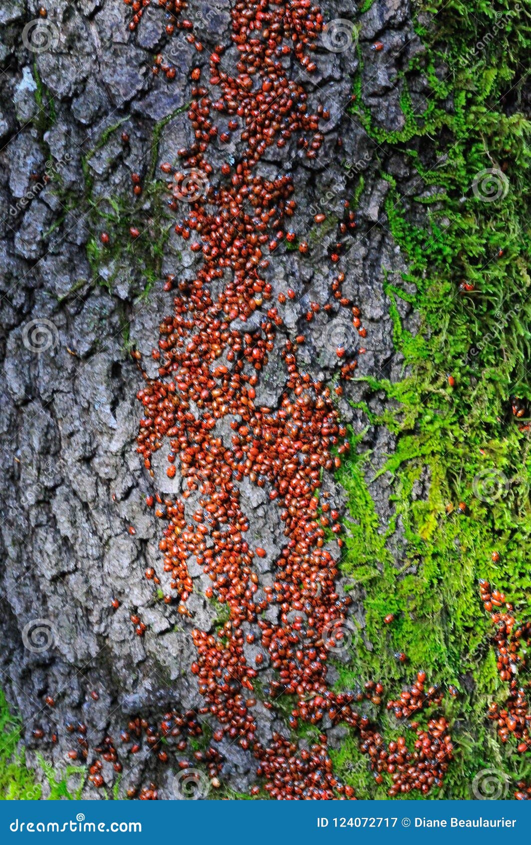 Hibernating Ladybugs on an Oak Tree Stock Image - Image of millions ...