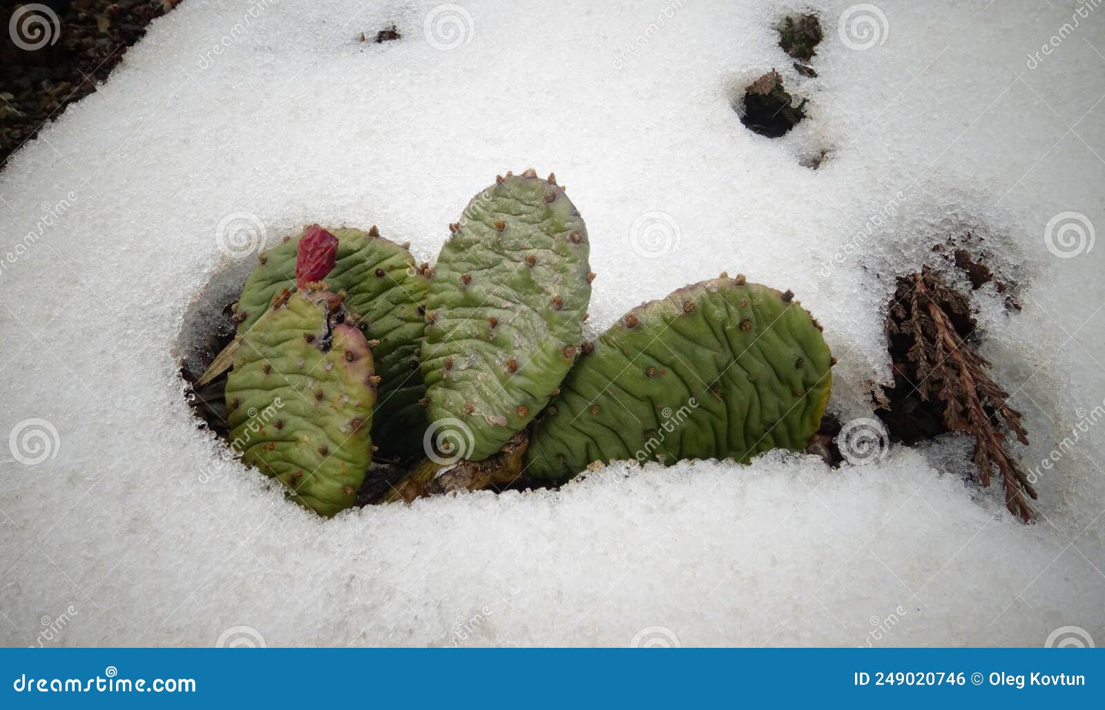 Hibernating in the Open Ground Cacti, in the Spring Under the Snow ...