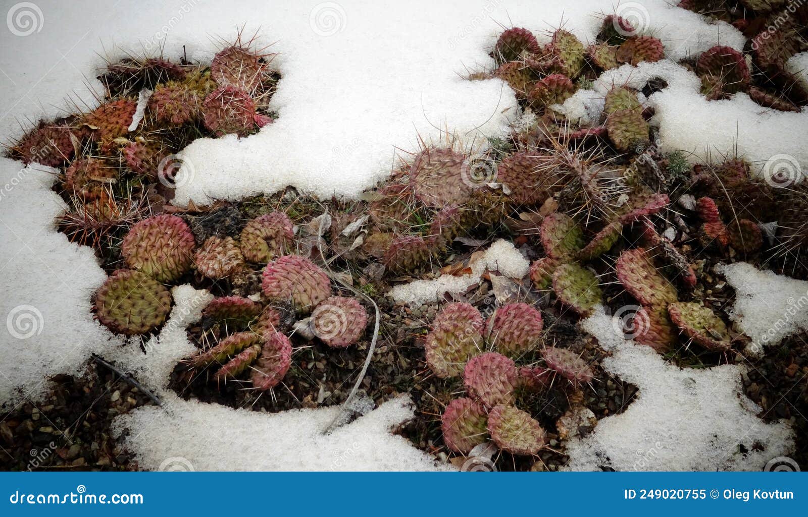 Hibernating in the Open Ground Cacti, in the Spring Under the Snow ...