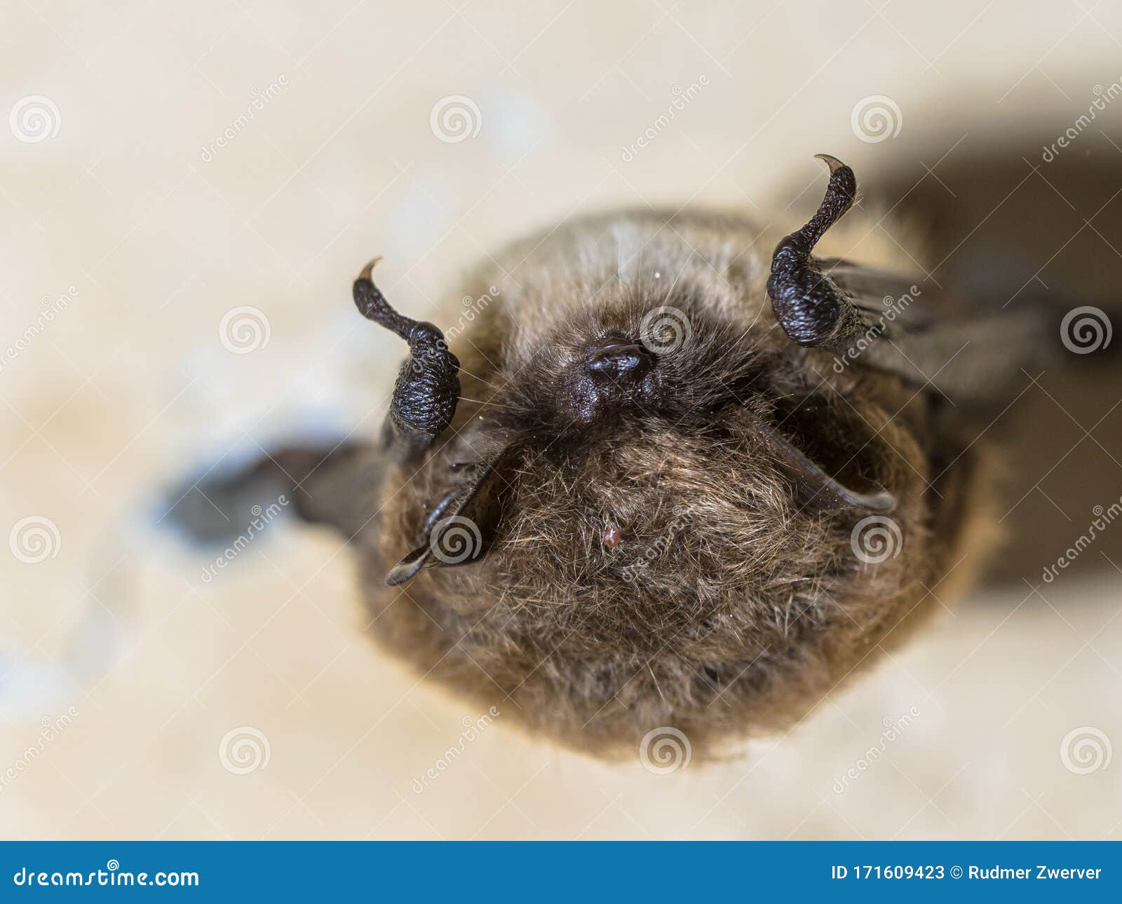 Hibernating whiskered bat stock image. Image of mammal - 171609423