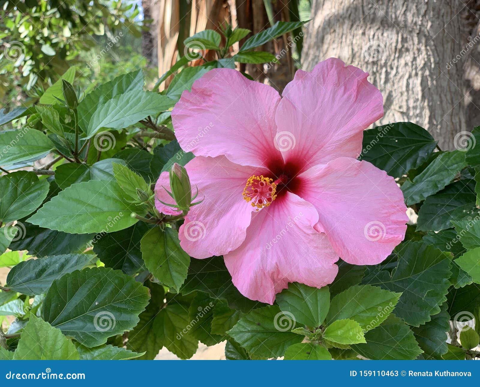 Aprender Sobre 117 Imagem Imagens De Hibisco Vn