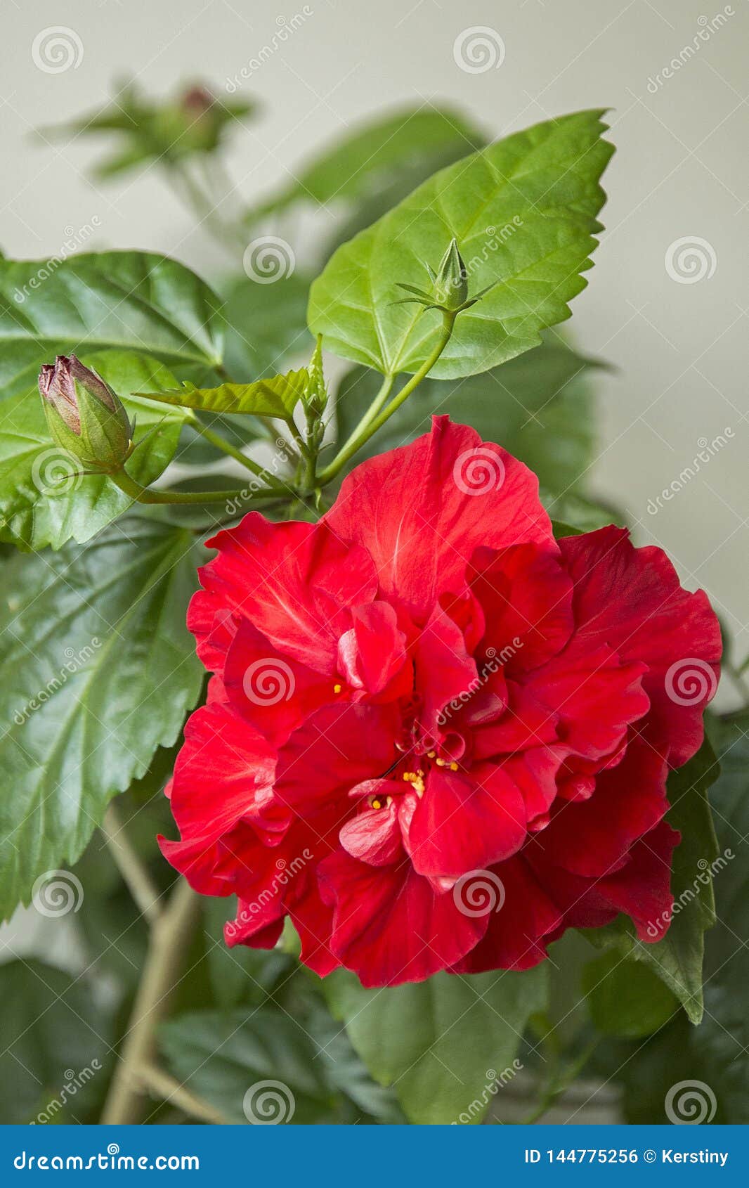 Red Color Flowering Hibiscus Stock Photo - Image of hibiscus, flowering ...