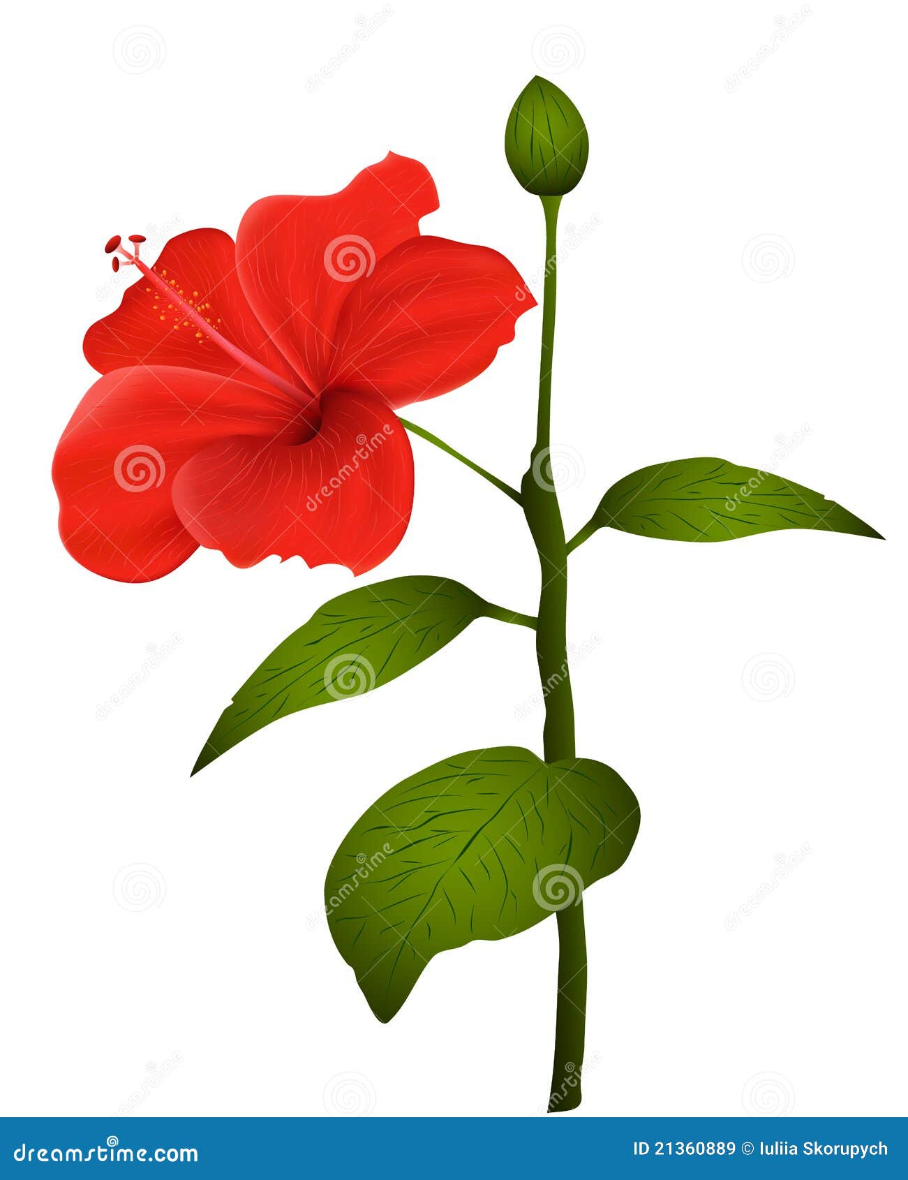 Hibiscus stock vector. Illustration of white, pistil - 21360889