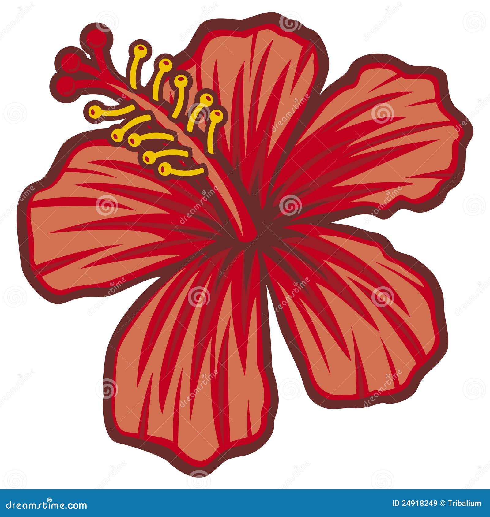 Hibiscus stock vector. Illustration of season, spring - 24918249