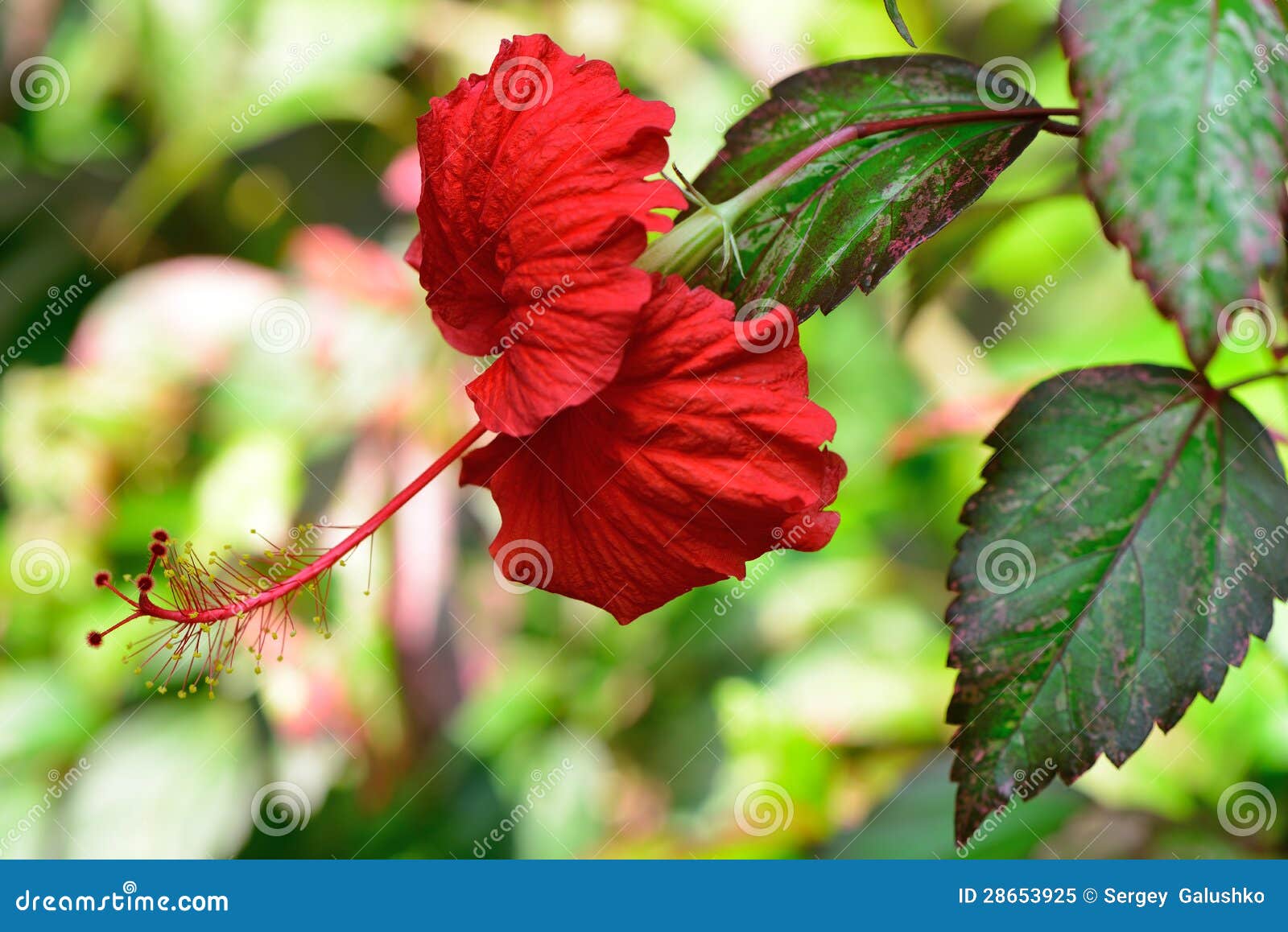 53,899 Hibiscus Photos - Free & Royalty-Free Stock Photos from Dreamstime