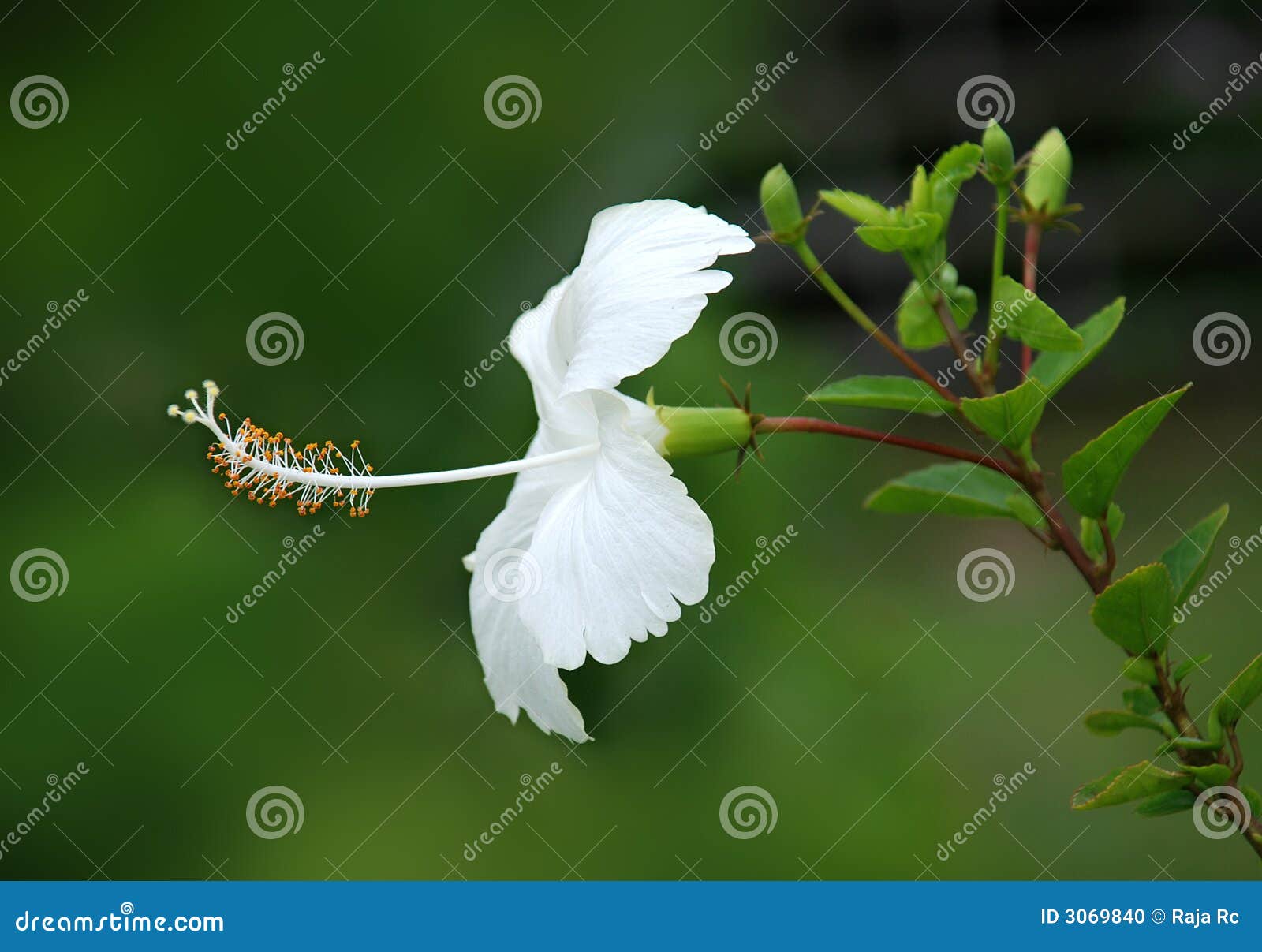 Hibiscus стоковое фото. изображение насчитывающей взорвать - 3069840