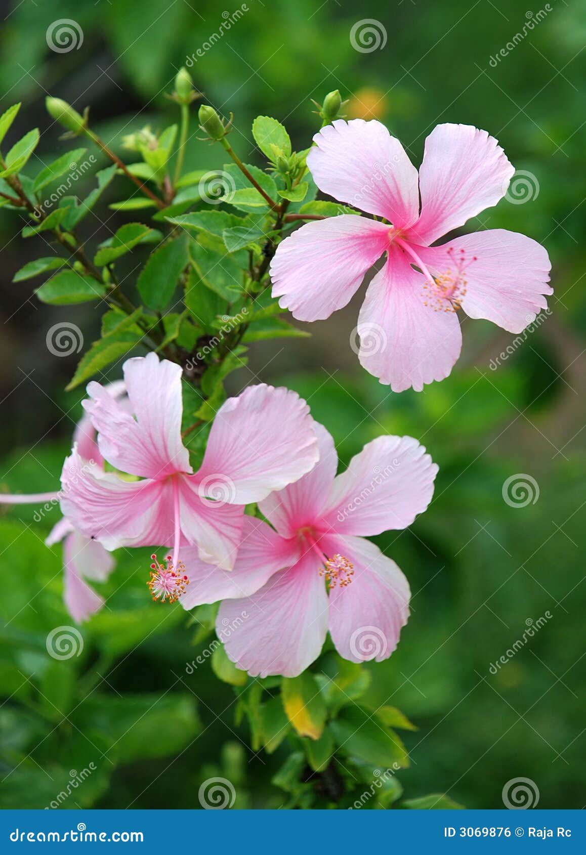 22,475 Pink Hibiscus Background Stock Photos - Free & Royalty-Free ...