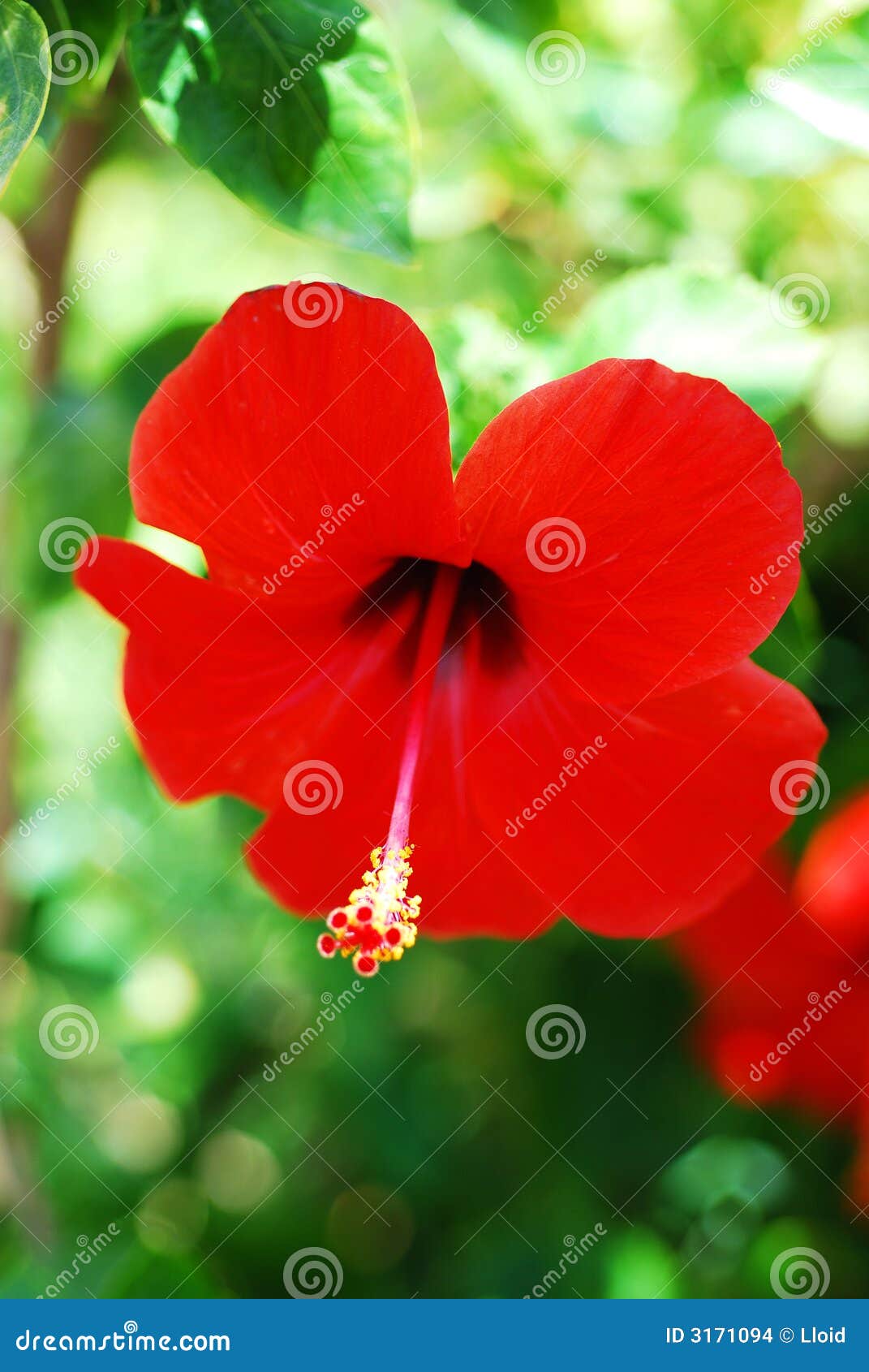 Hibiscus stock photo. Image of nature, flora, garden, tropical - 3171094