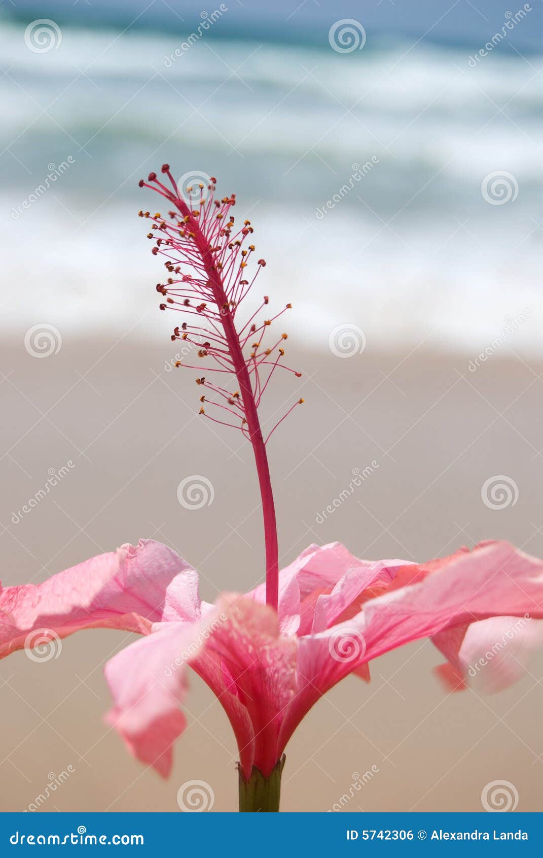 Hibiscus Splendor Stock Photos - Free & Royalty-Free Stock Photos from ...