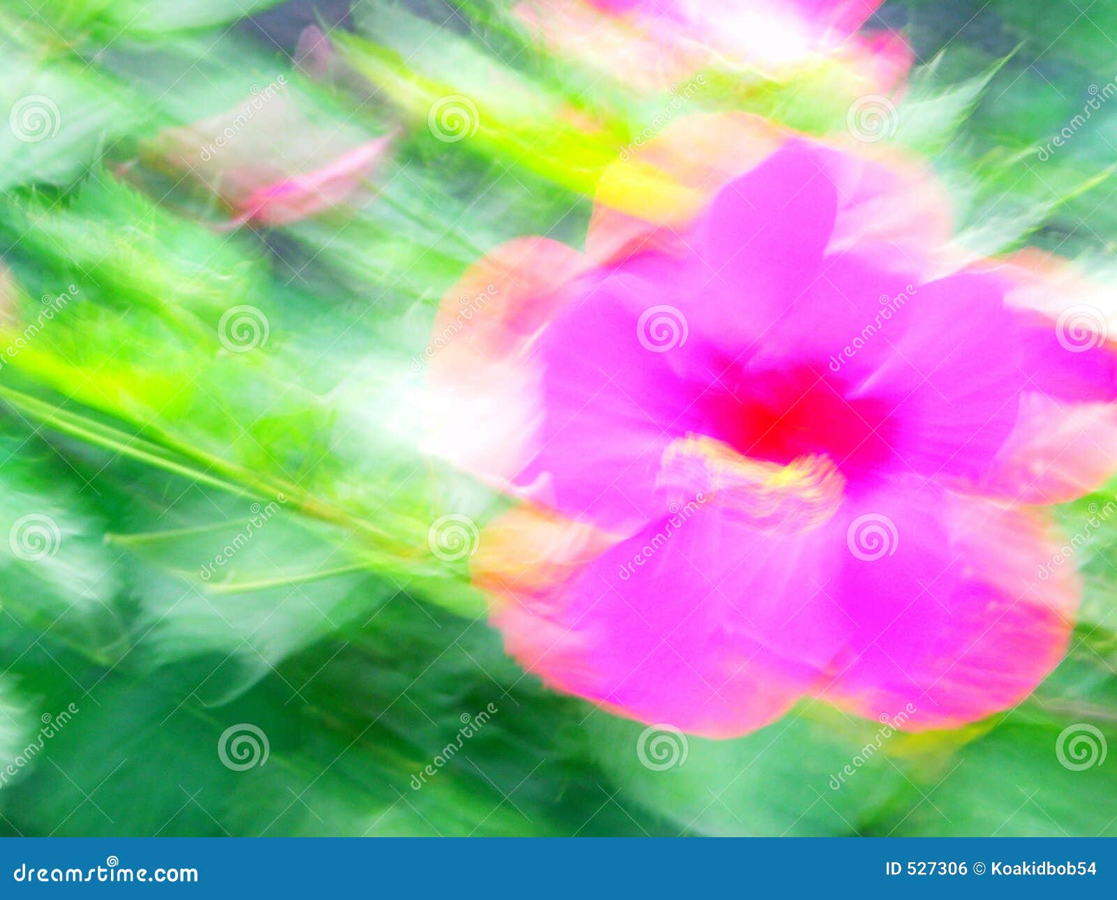 Hibiscus Abstract Picture. Image: 527306
