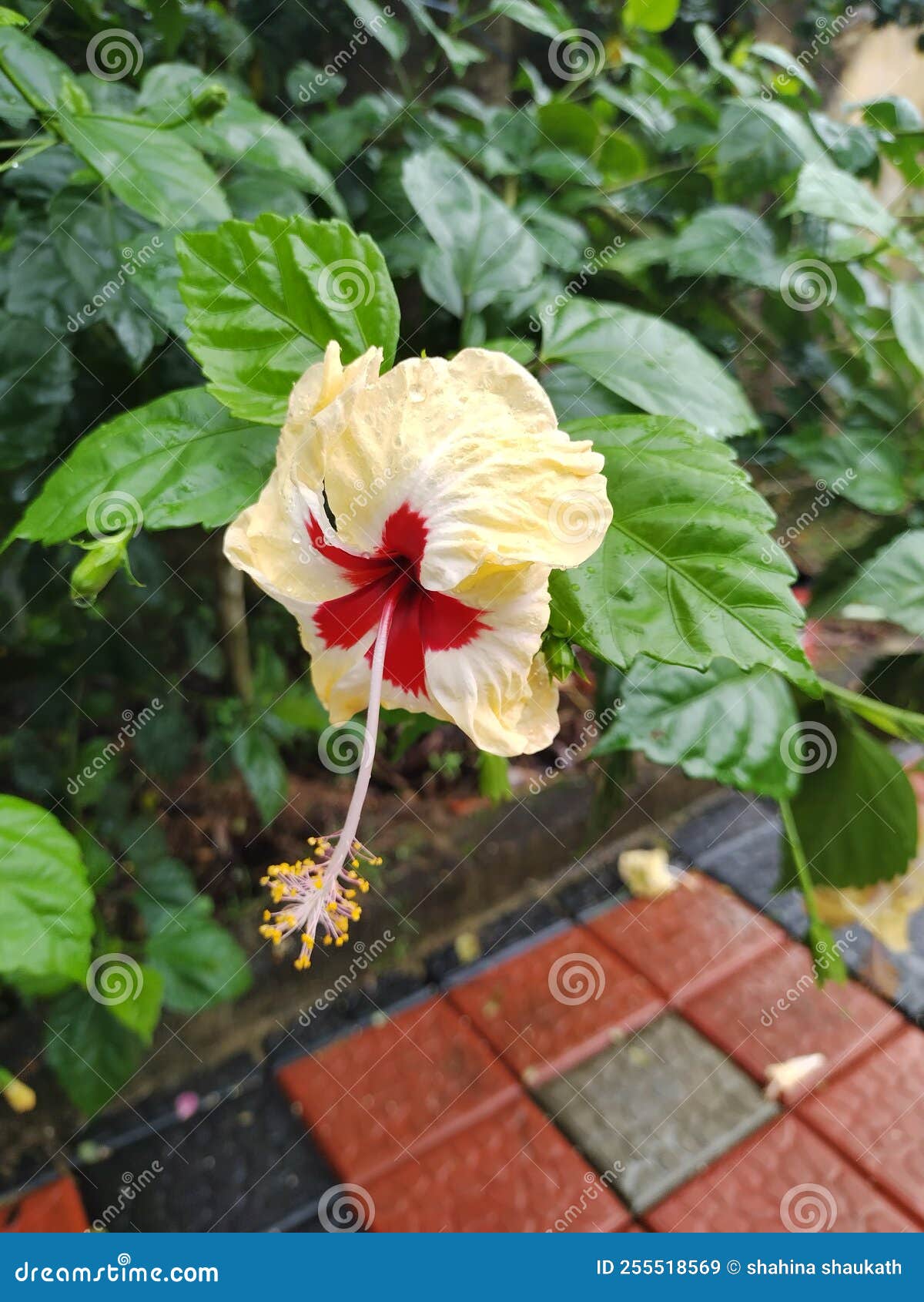 Hibiscus angiosperms stock image. Image of angiosperms - 255518569