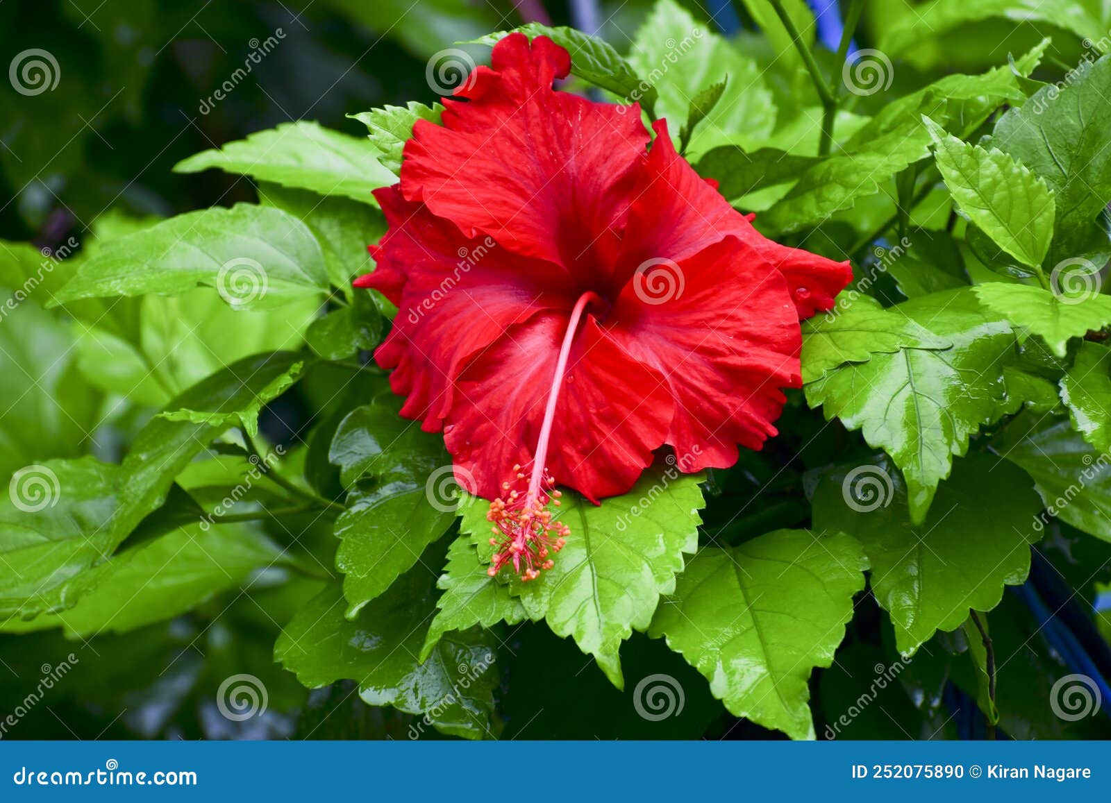 Hibiscus beautiful flower stock photo. Image of hibiscus - 252075890