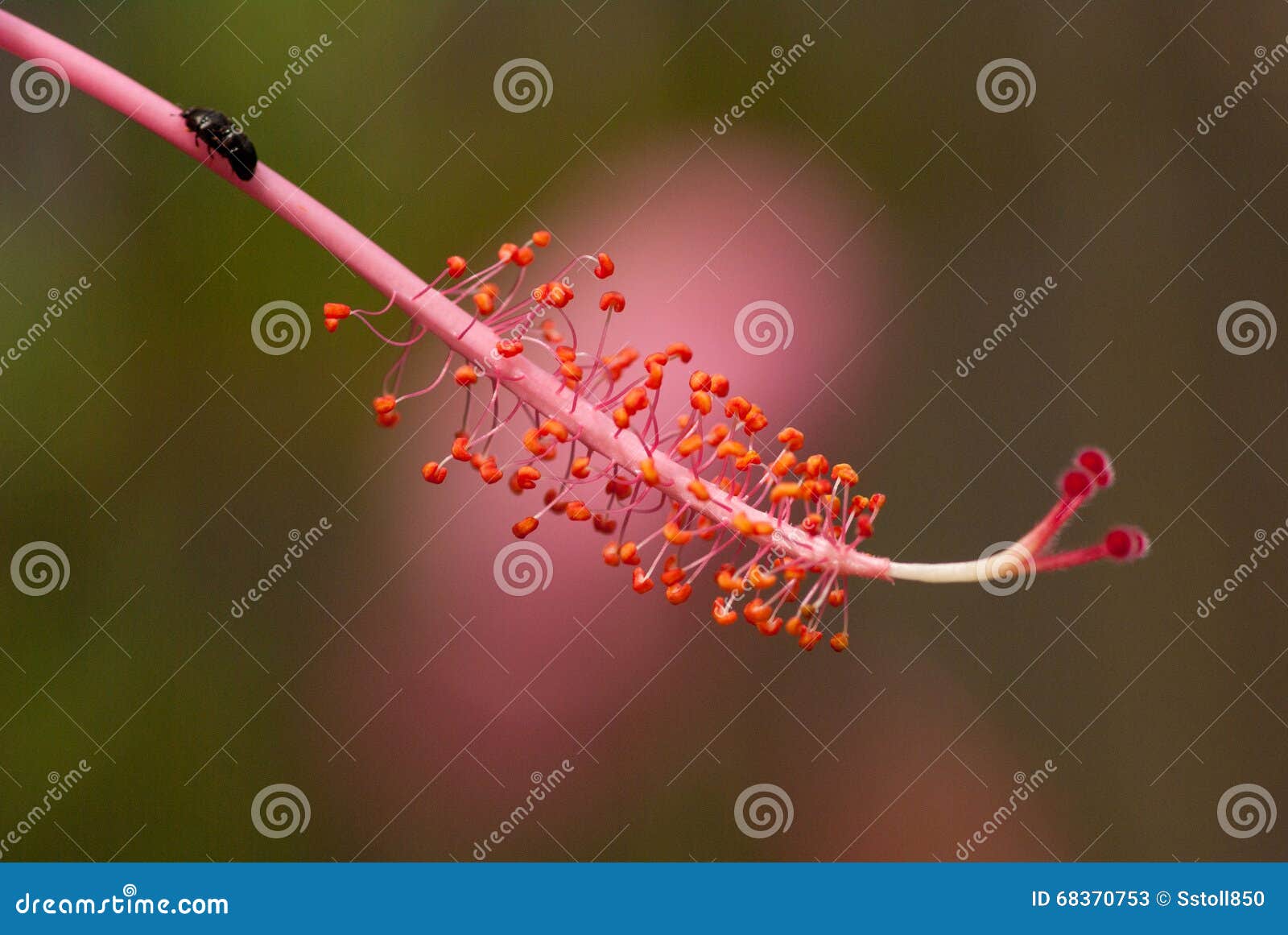 Hibiscus beetles on stamen stock image. Image of garden - 68370753