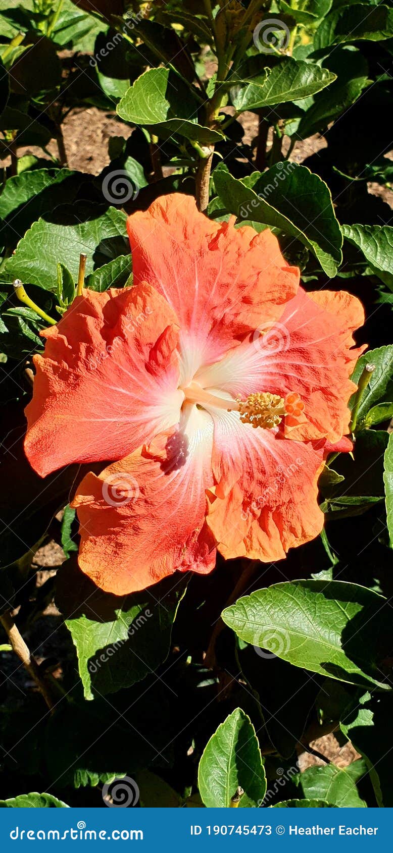 Hibiscus from the Brisbane Botanical Gardens Stock Image - Image of ...