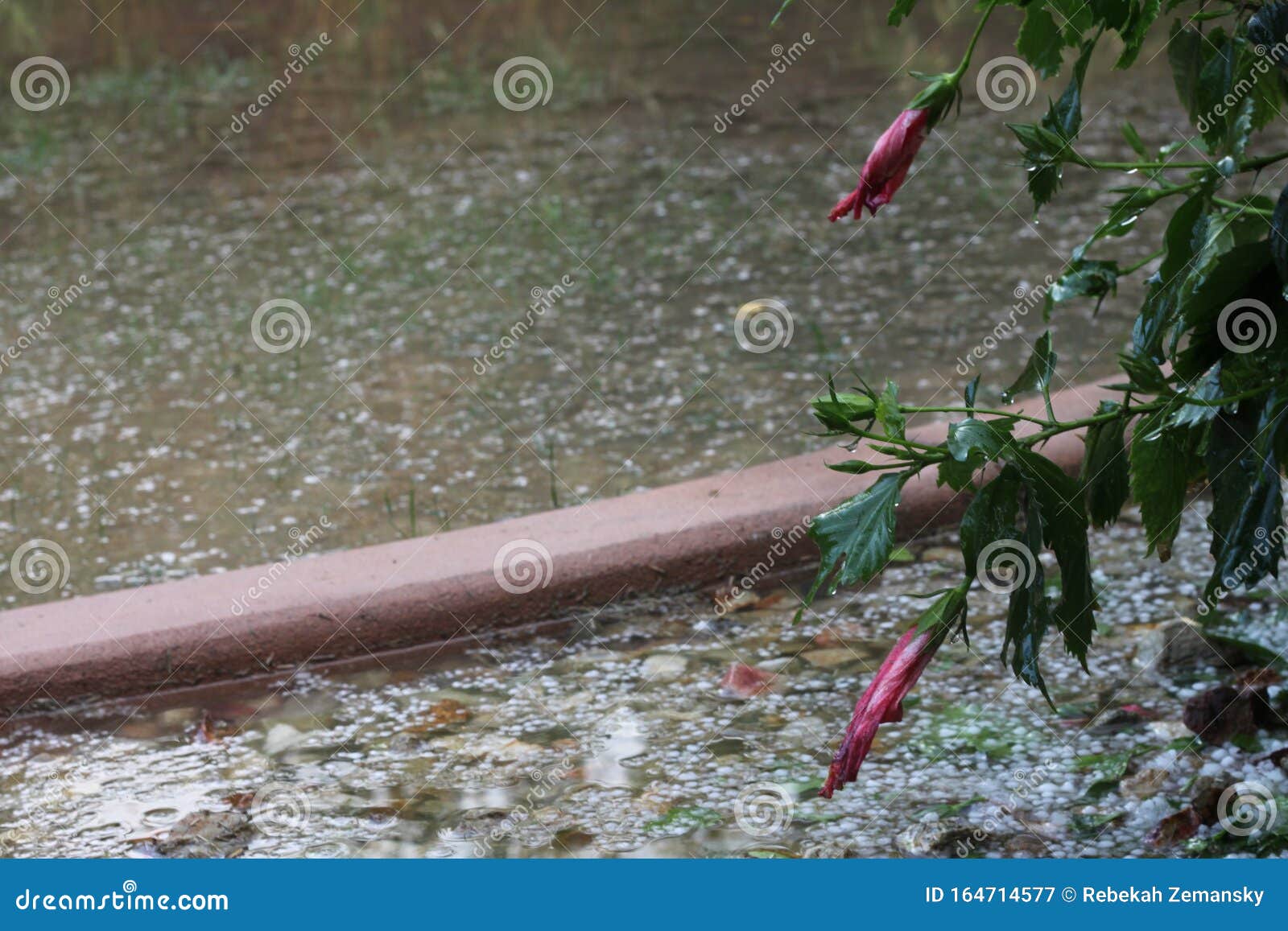 Hail Storm Hibiscus Bush 4476 Stock Image - Image of arizona, desert ...