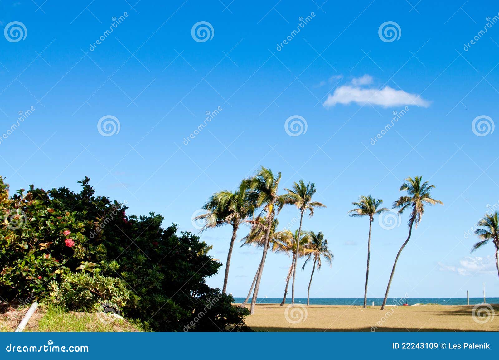 Hibiscus Bush and Palm Trees on the Beach Stock Image - Image of blue ...