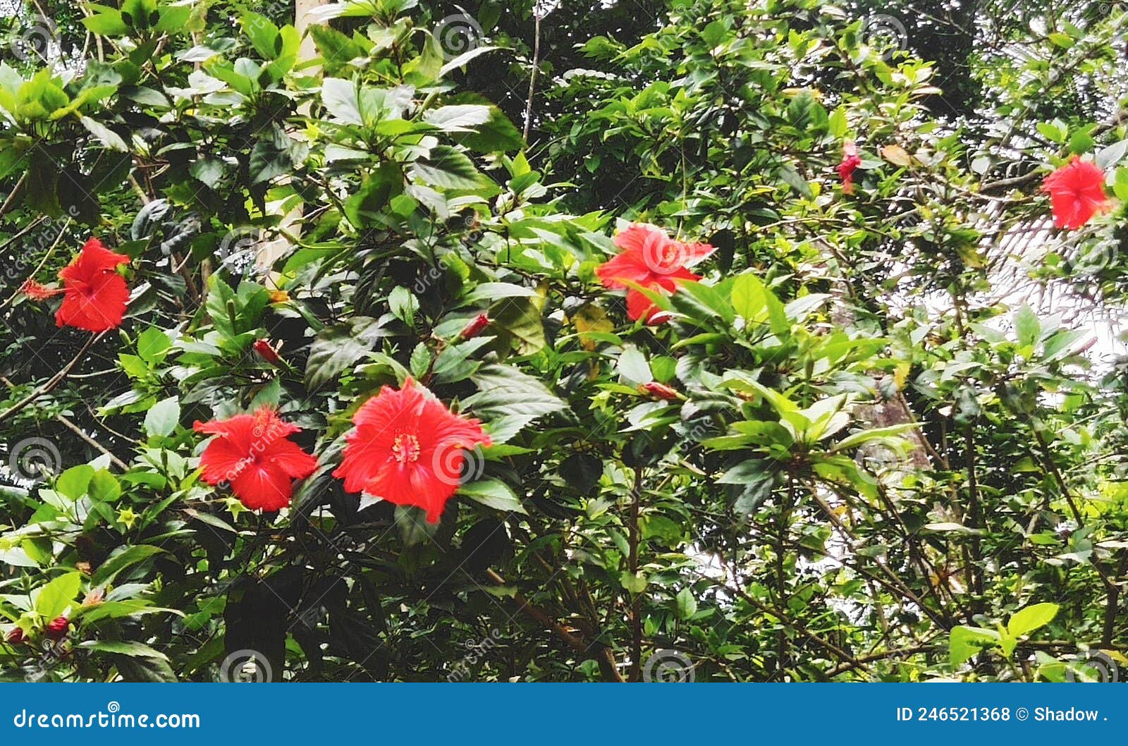 Hibiscus (chembarathi) Flower and Leaf Stock Photo - Image of ...