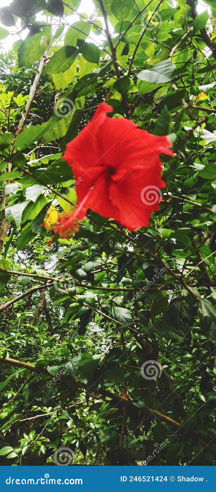 Hibiscus (chembarathi) Flower and Leaf Stock Photo - Image of herb ...