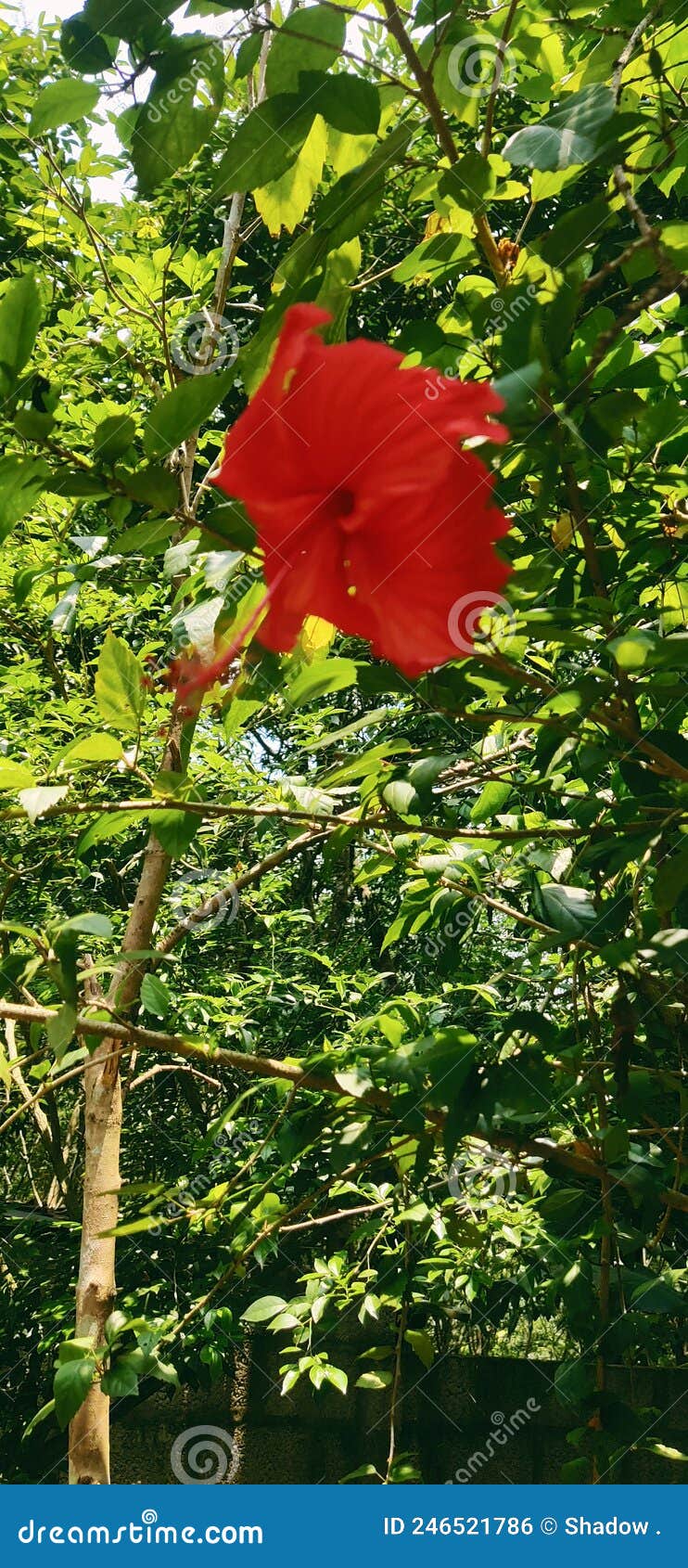 Hibiscus (chembarathi) Flower and Leaf Stock Photo - Image of garden ...