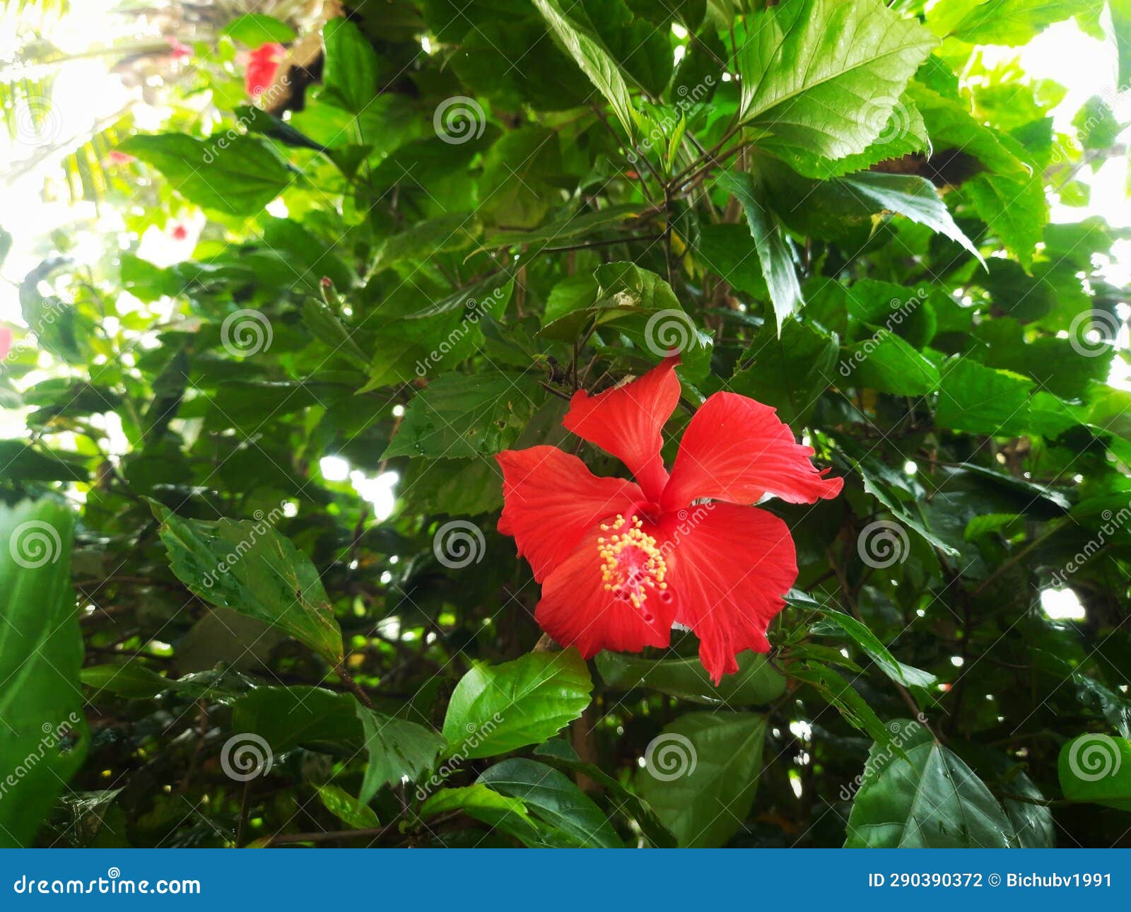 Chembarathi Flower Stock Photos - Free & Royalty-Free Stock Photos from ...