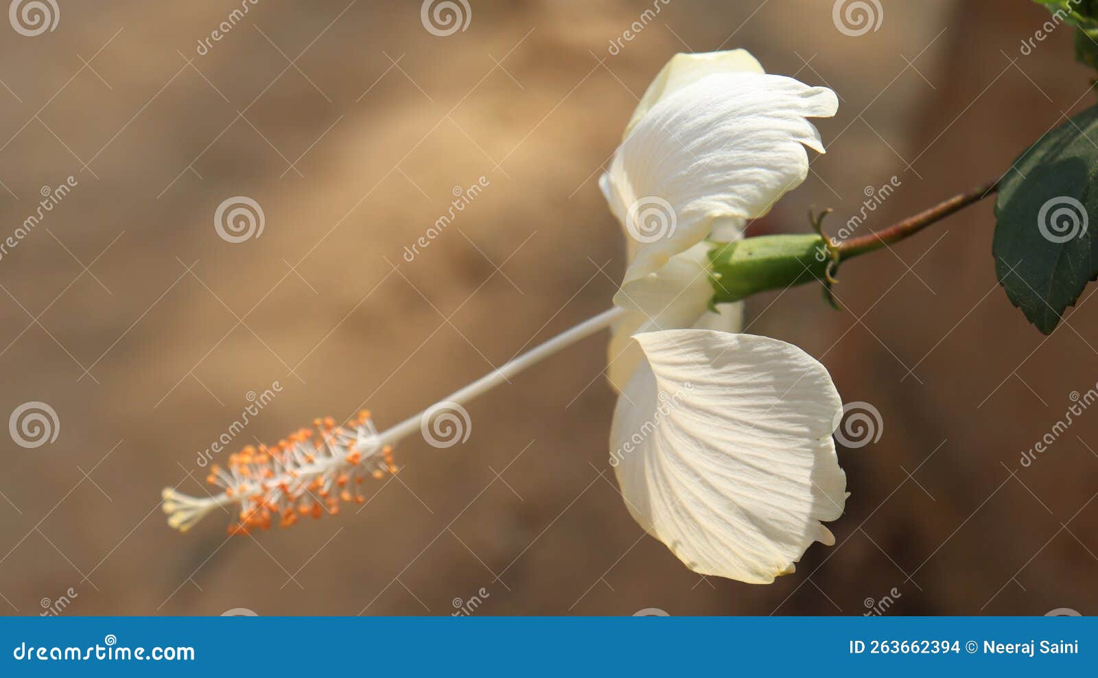 Side View of White Hibiscus Flower Stock Photo - Image of hibi ...
