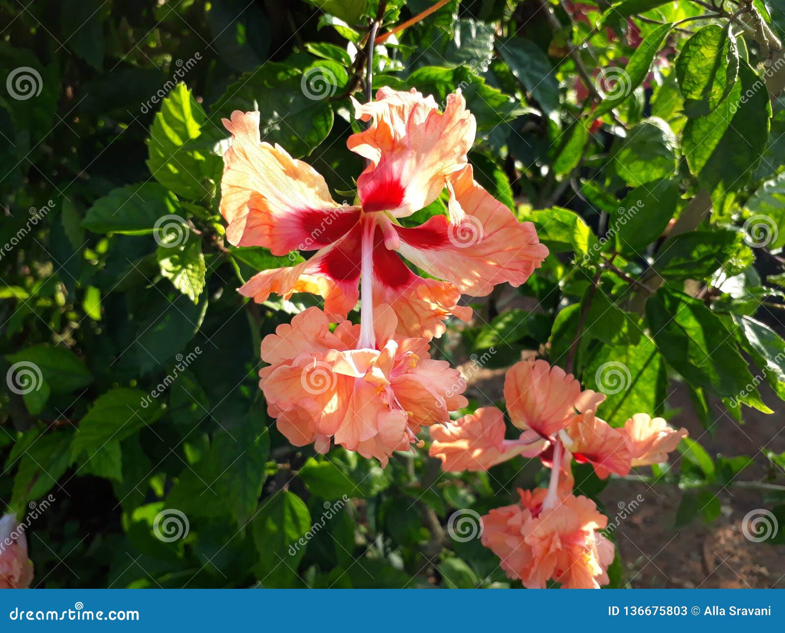 Hibiscus double flower stock image. Image of double - 136675803
