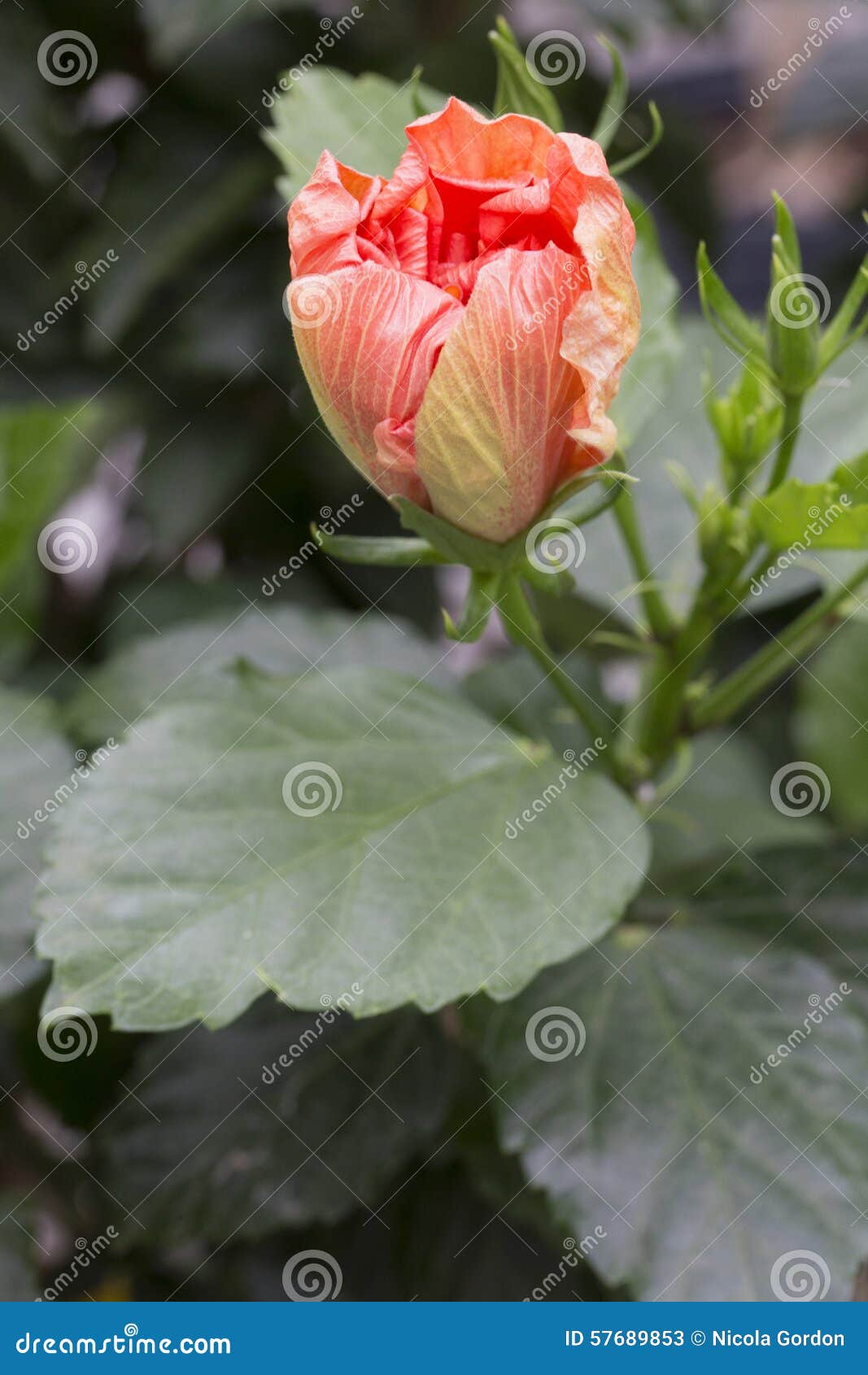 Hibiscus - Double Peach stock image. Image of closeup - 57689853