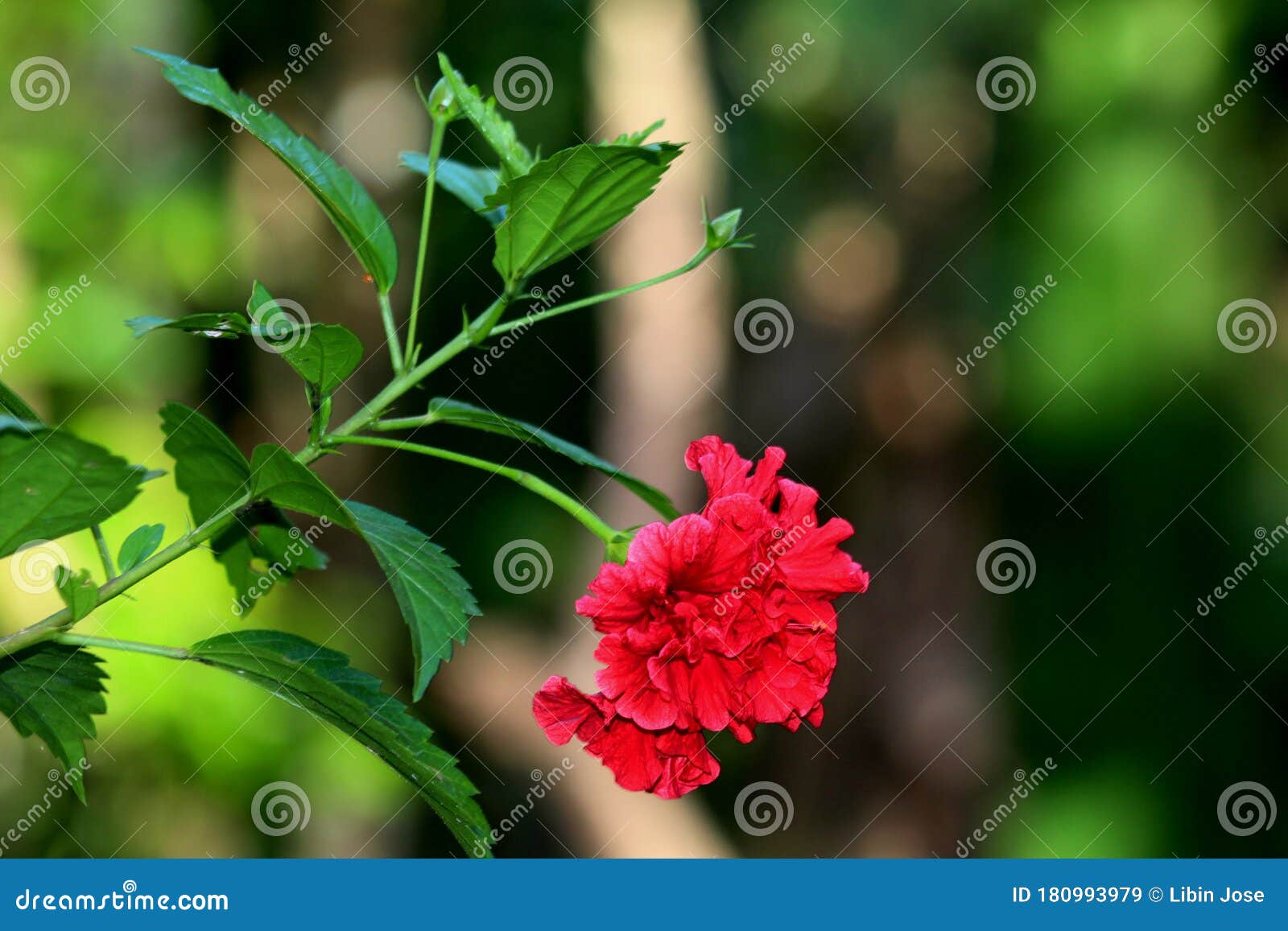 Hibiscus Double Petal-Red Flower in a Branch Stock Image - Image of ...
