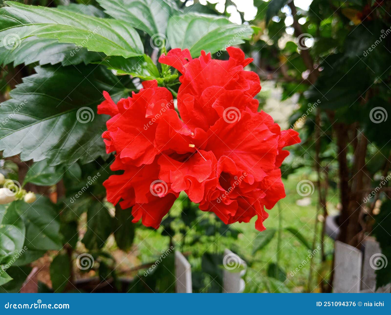 Hibiscus Double Red Flower in the Garden Stock Photo - Image of blossom ...