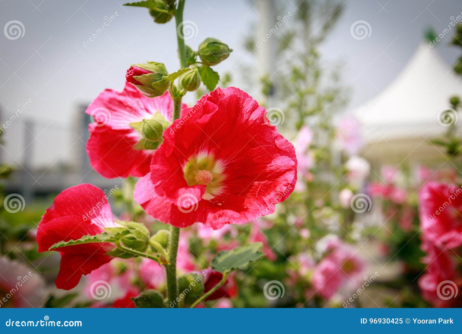 Hibiscus in the field stock image. Image of exotic, bright - 96930425