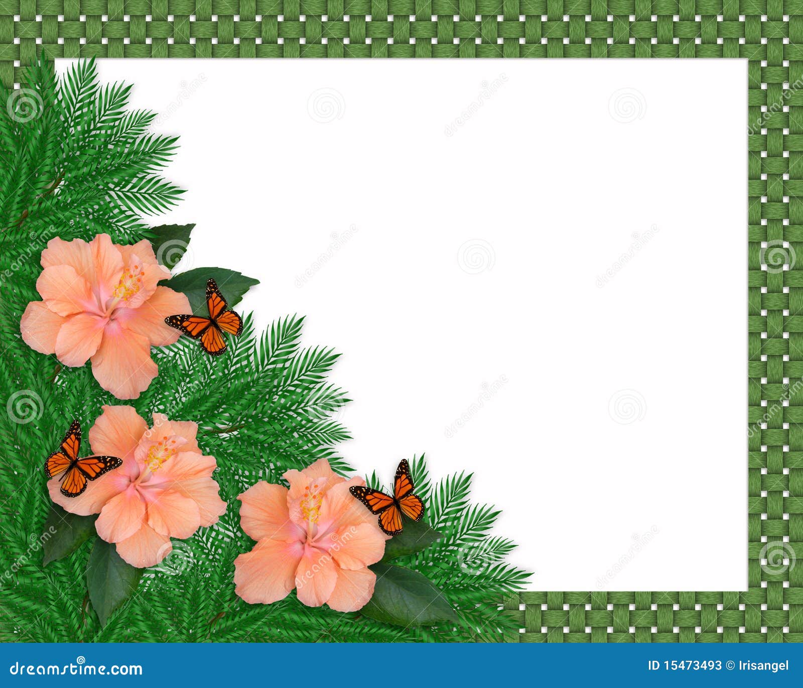 Hibiscus Floral E Borboletas Da Beira Ilustração Stock - Ilustração de ...