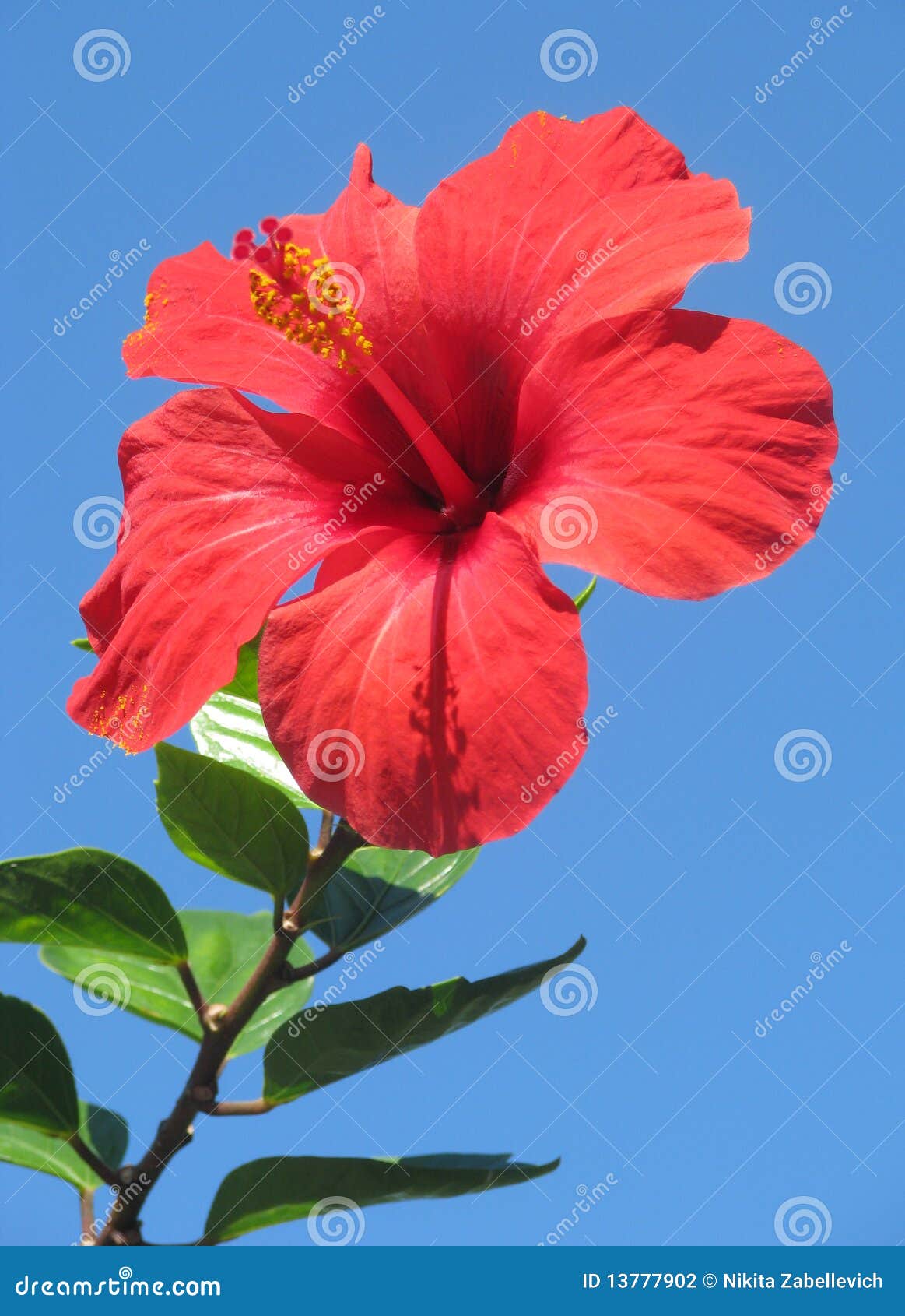 1,357 Carcade Flower Photos - Free & Royalty-Free Stock Photos from ...