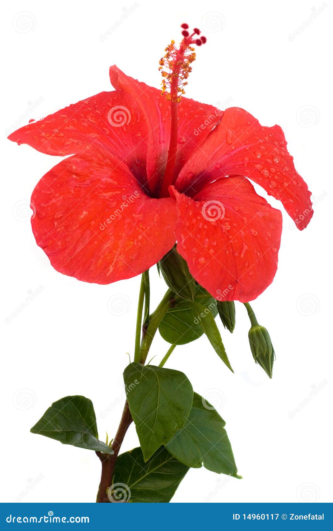 3,061 Rod Flower Photos - Free & Royalty-Free Stock Photos from Dreamstime
