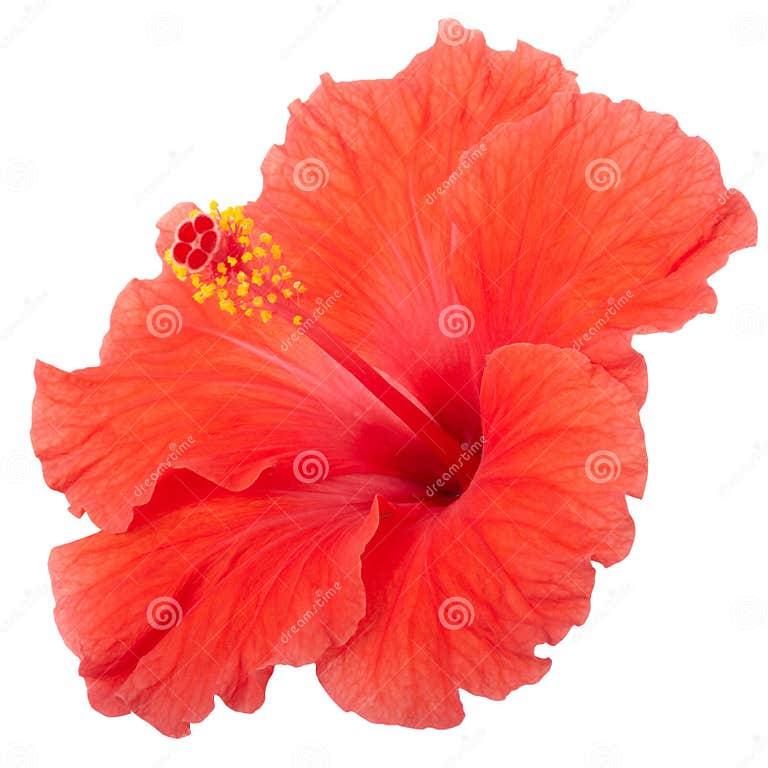 Hibiscus flower stock image. Image of decorative, gift - 20503019