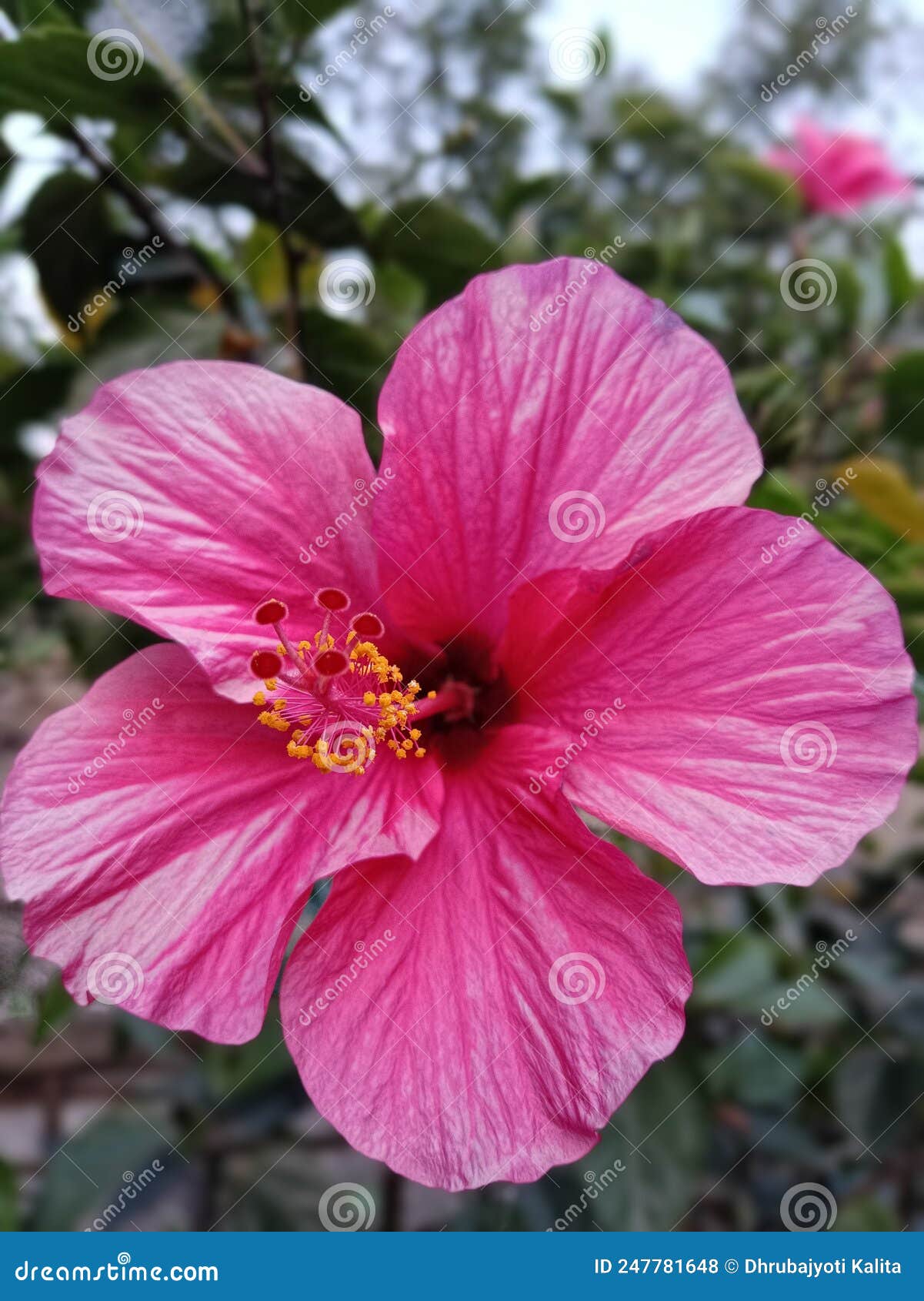 Hibiscus Flower. stock photo. Image of garden, petal - 247781648