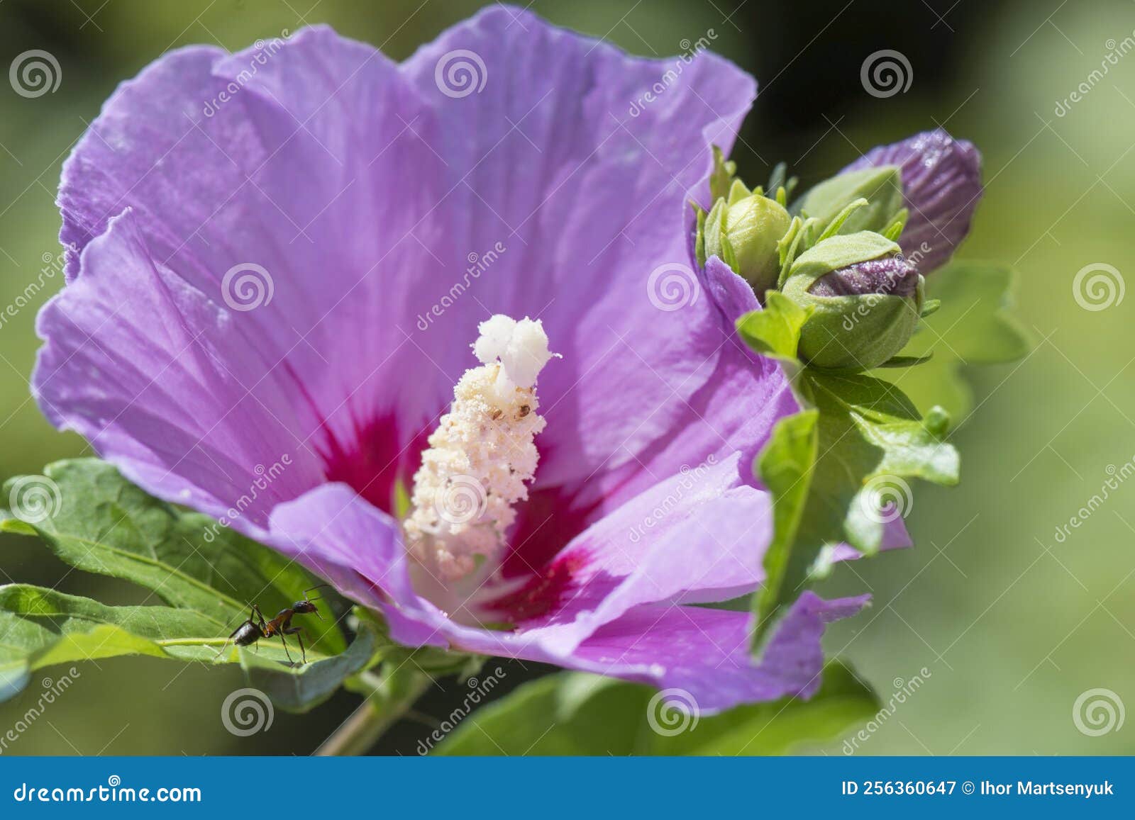 The Hibiscus Flower Bloomed in the Garden in Spring Stock Image - Image ...