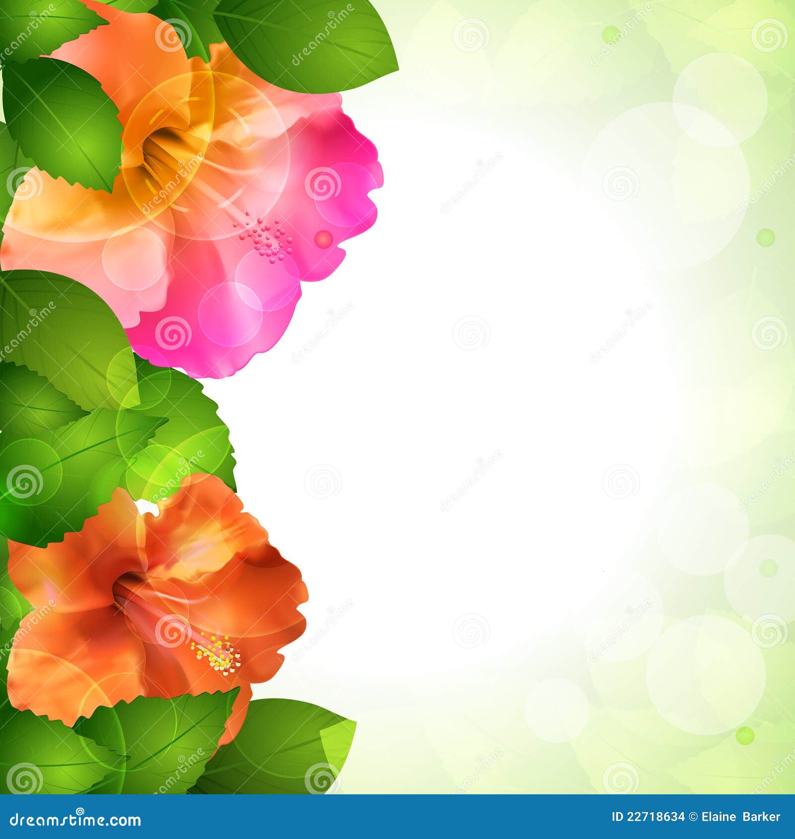 Hibiscus flower border stock vector. Illustration of foliage - 22718634