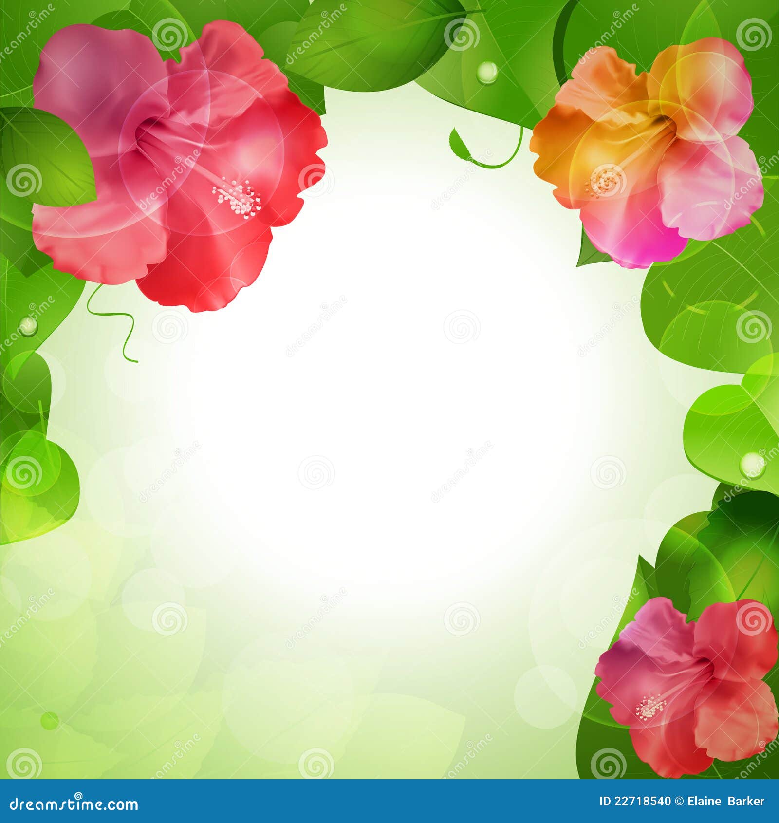 Hibiscus Flower Border Background Stock Vector - Illustration of plant ...