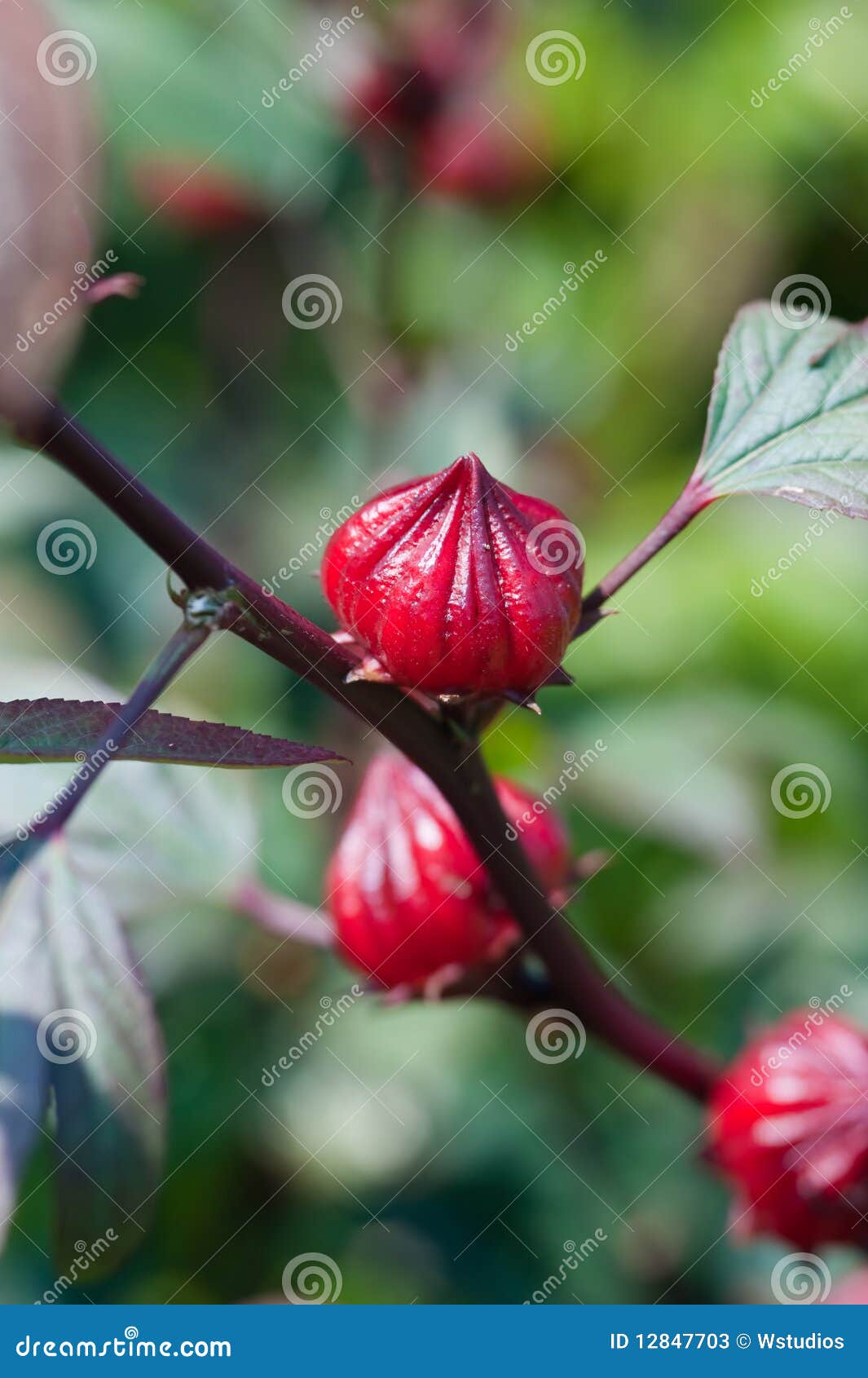 Hibiscus Flower Buds stock image. Image of hawaiian, botanical - 12847703