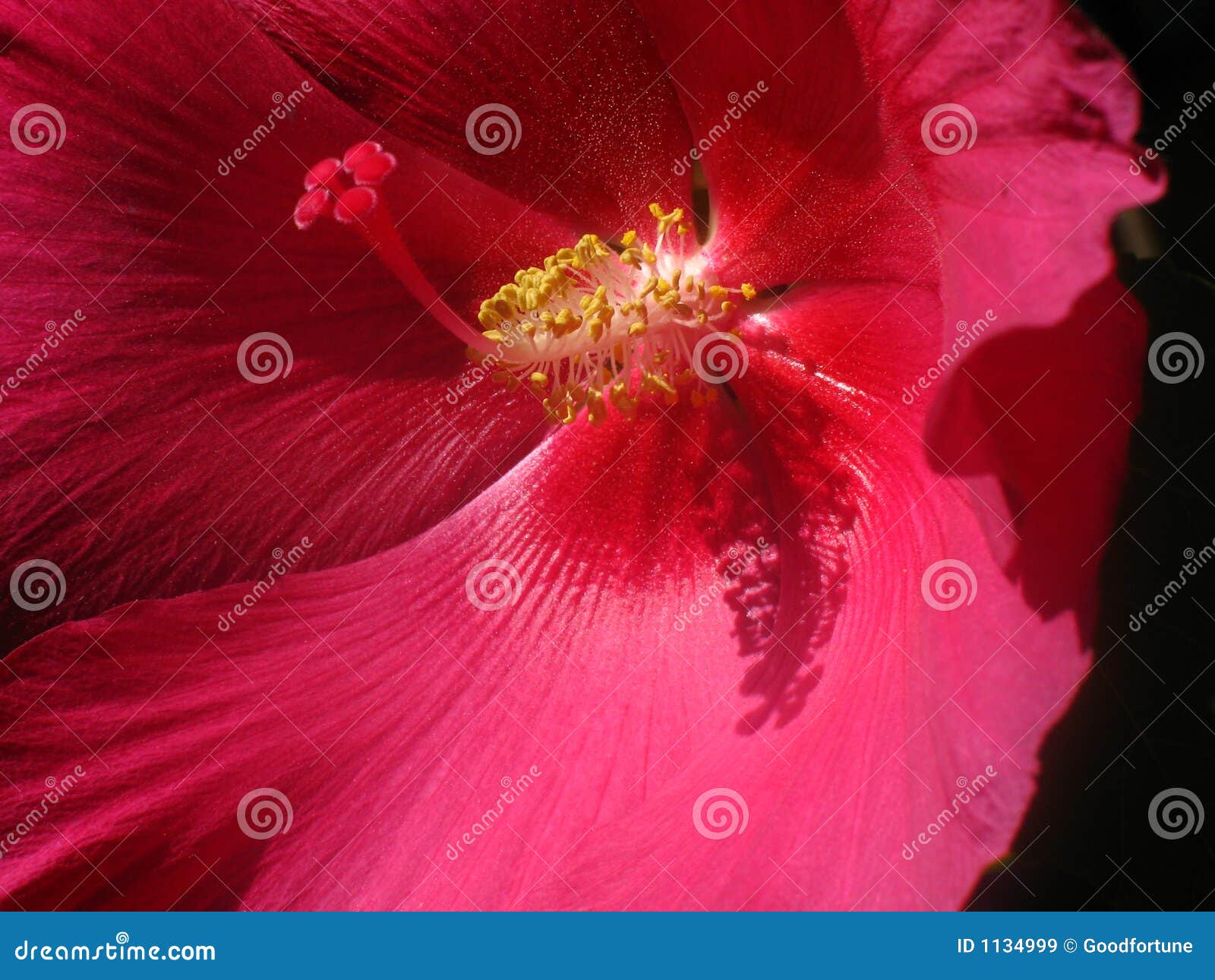 Hibiscus flower close-up stock image. Image of fuchsia - 1134999
