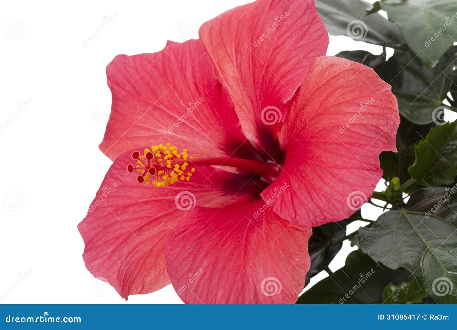 Hibiscus flower close-up stock image. Image of rosa, herbal - 31085417